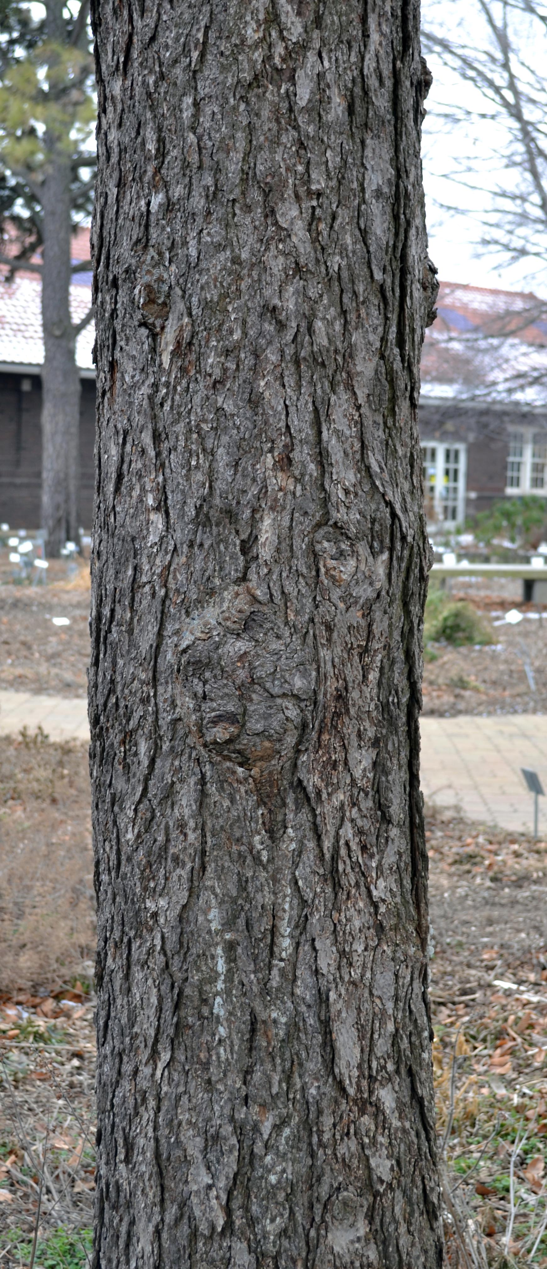 Pseudotsuga menziesii – Purdue Arboretum Explorer