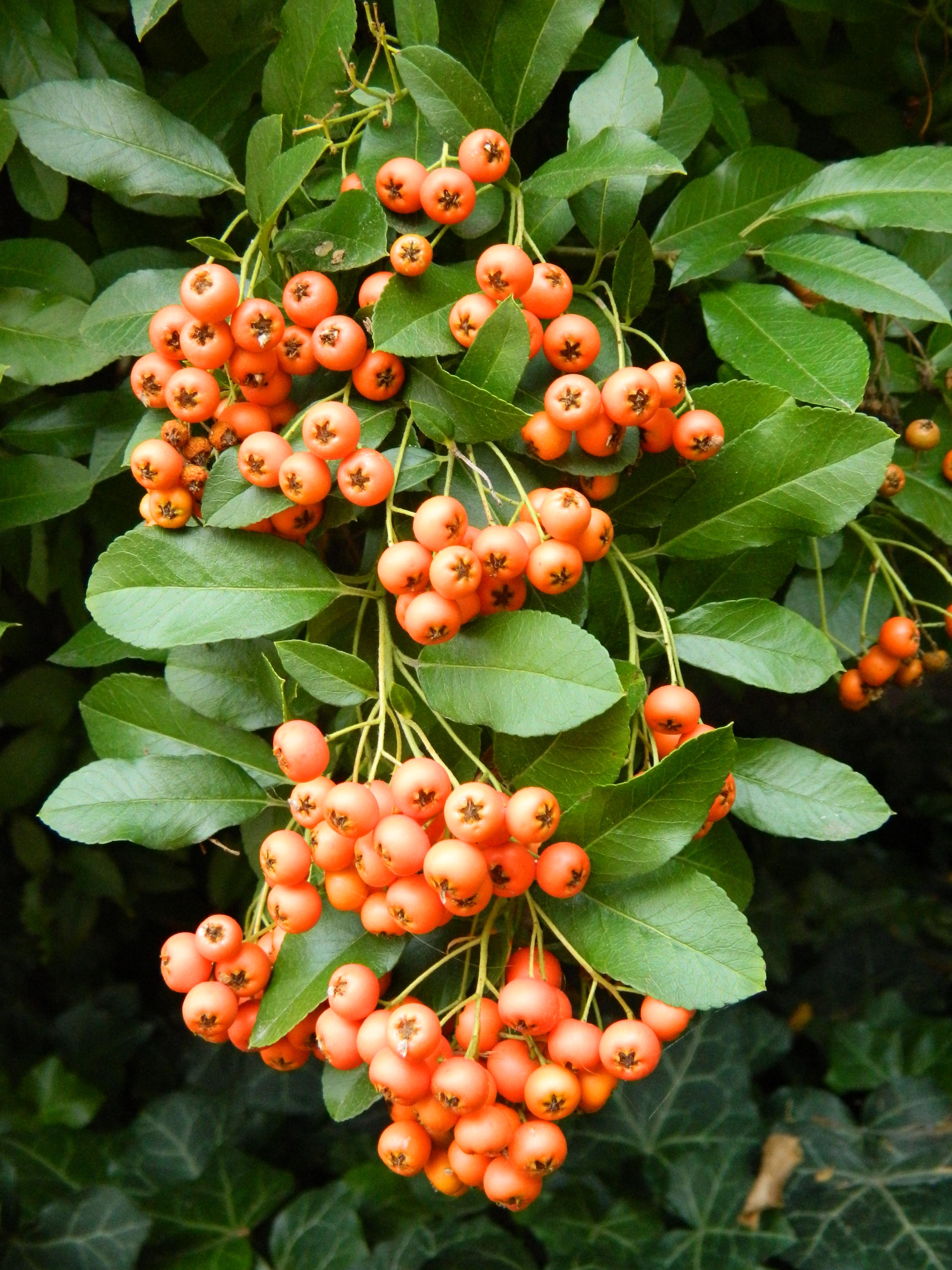 Pyracantha coccinea – Purdue Arboretum Explorer