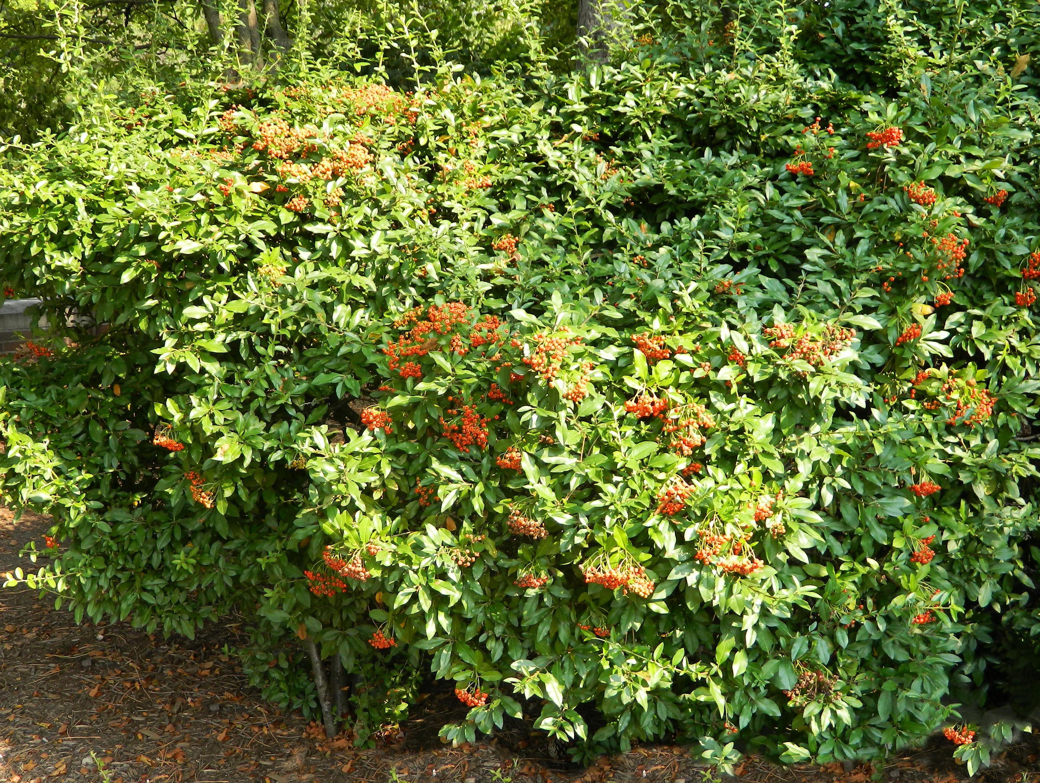 Pyracantha coccinea – Purdue Arboretum Explorer