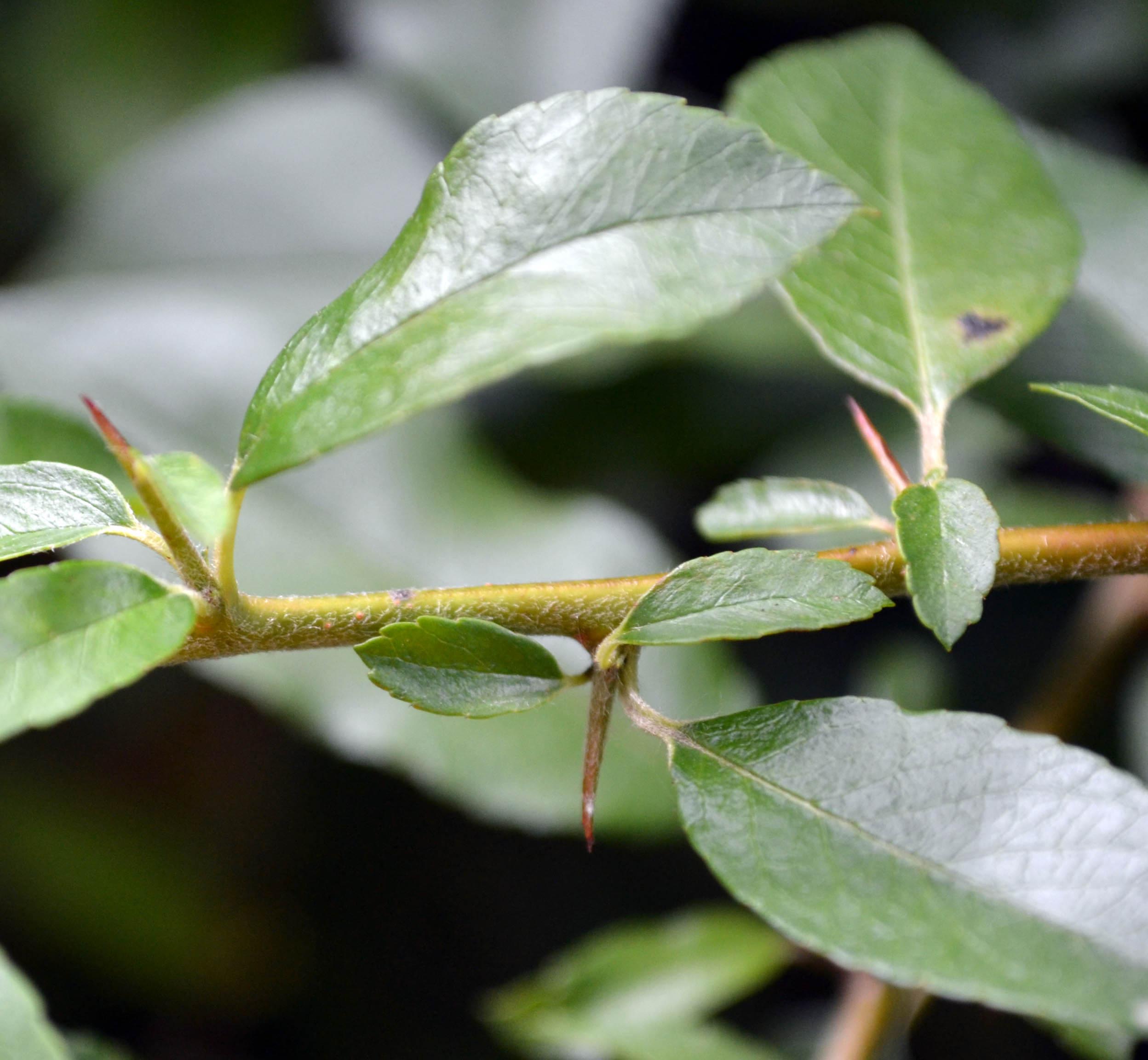 Pyracantha coccinea – Purdue Arboretum Explorer