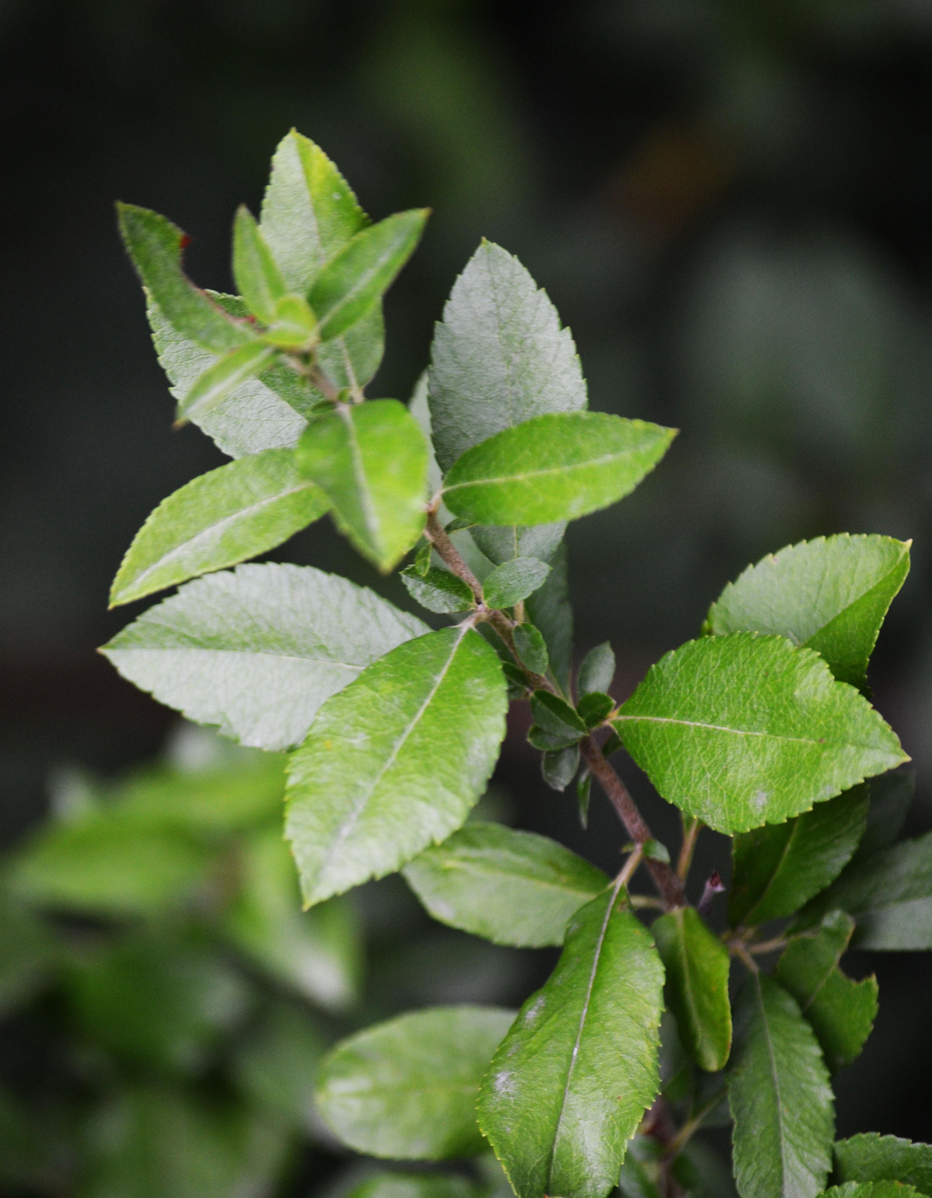 Pyracantha × ‘Gnozam’ [sold as Gnome®] – Purdue Arboretum Explorer