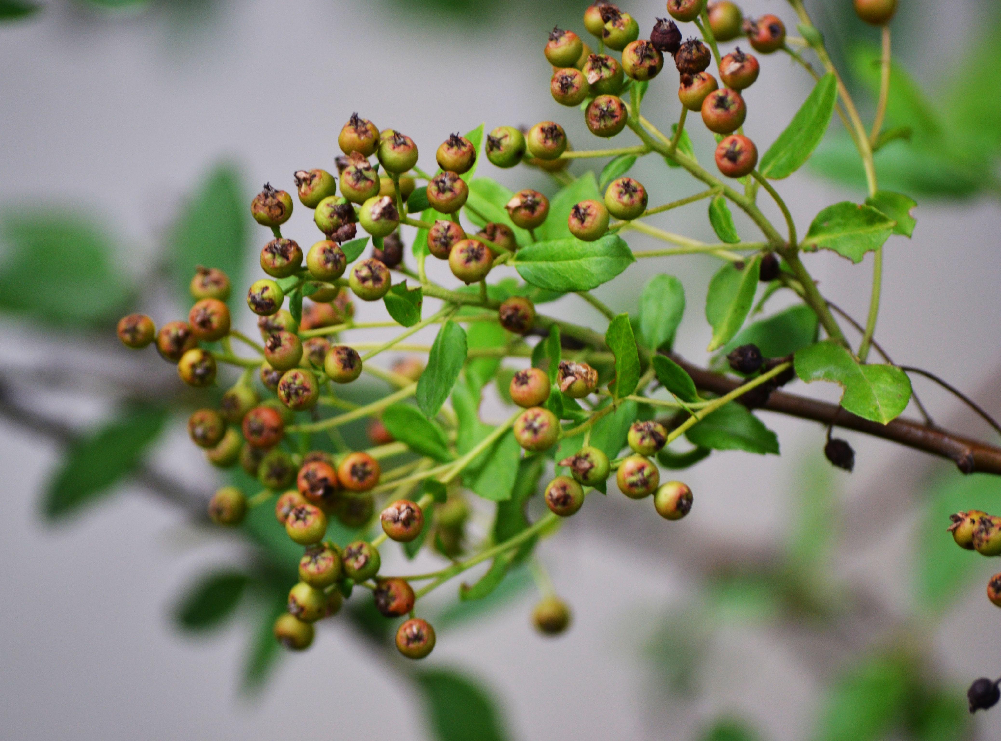 Pyracantha × ‘Gnozam’ [sold as Gnome®] – Purdue Arboretum Explorer