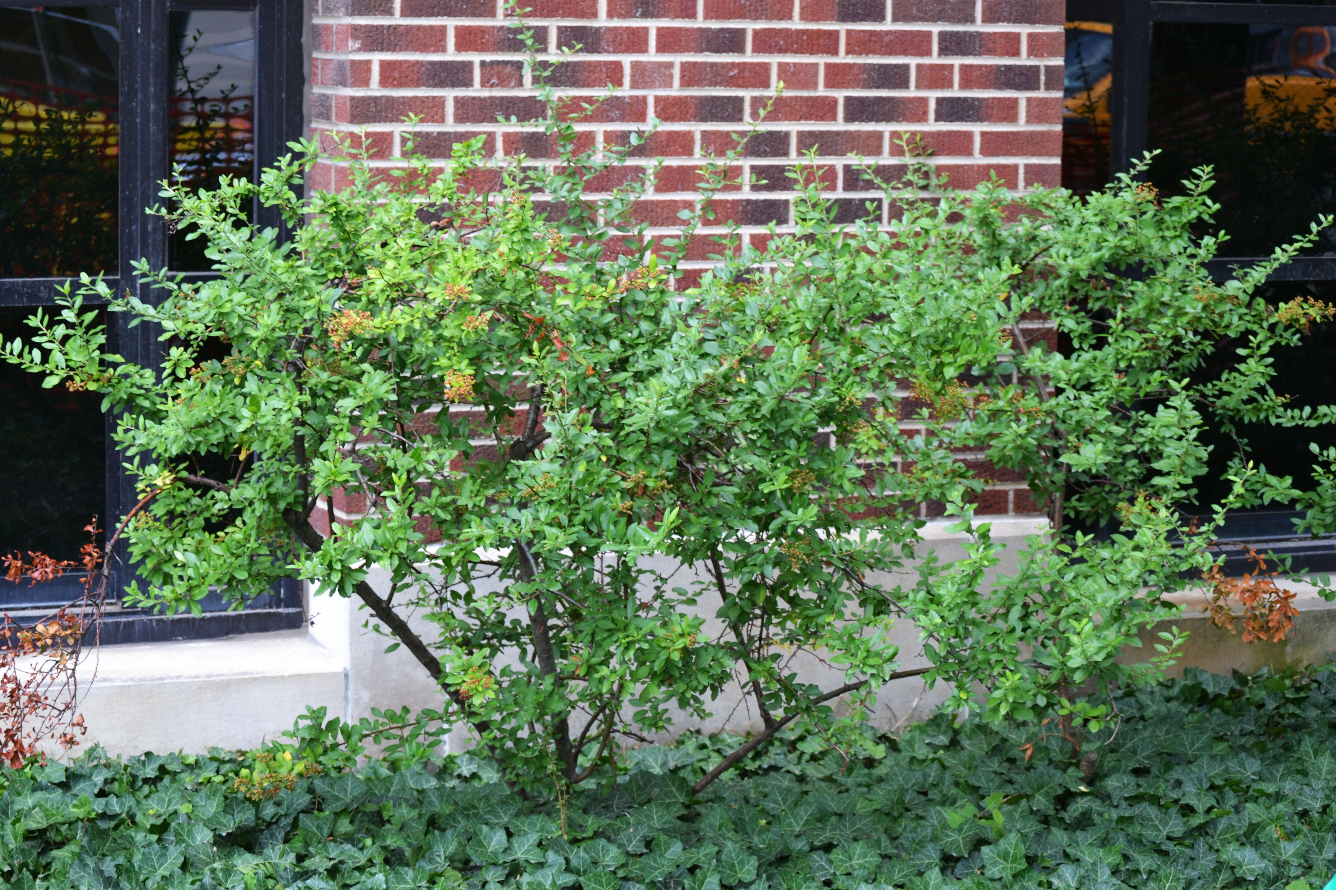 Pyracantha × ‘Gnozam’ [sold as Gnome®] – Purdue Arboretum Explorer