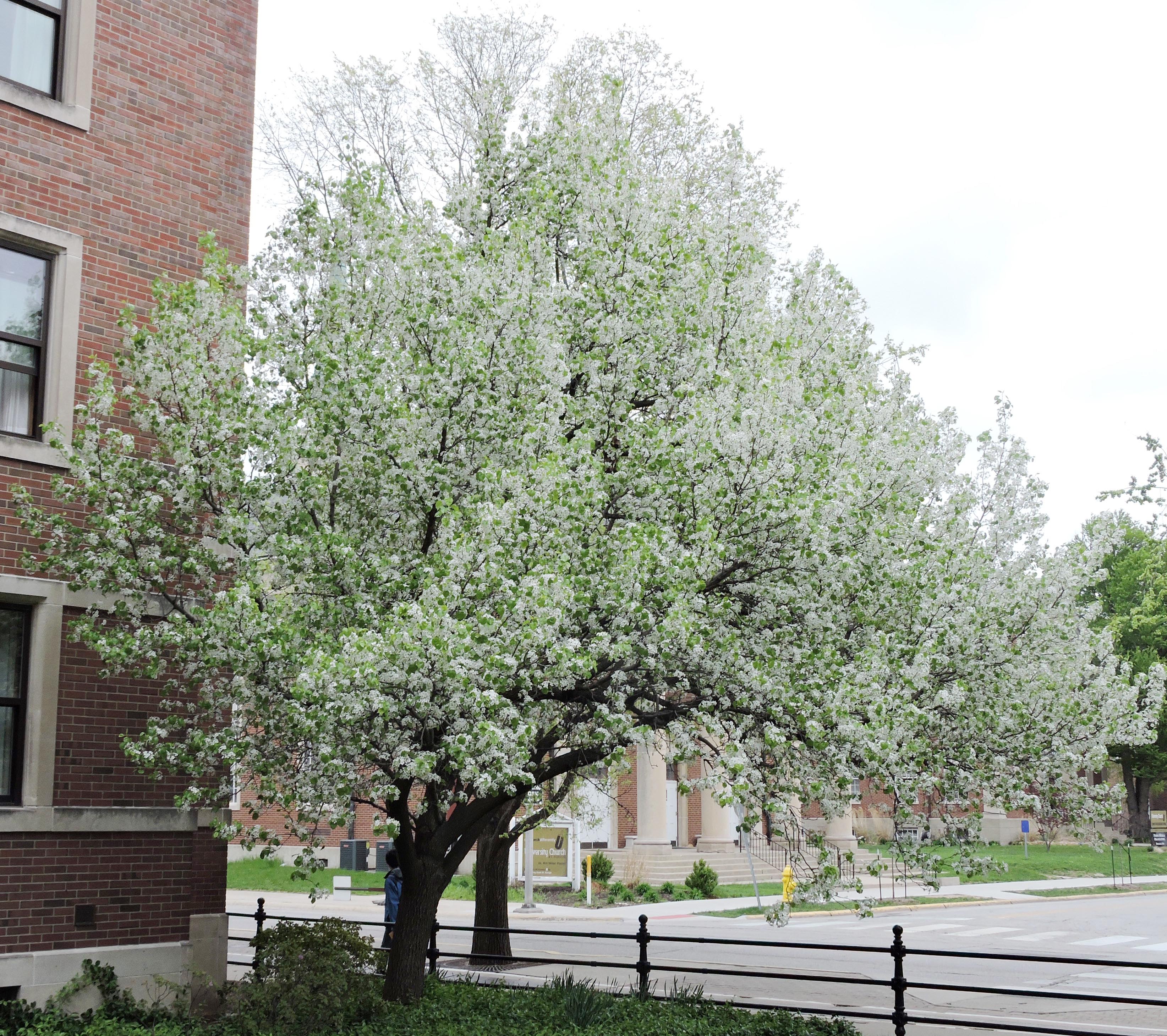 Pyrus calleryana – Purdue Arboretum Explorer