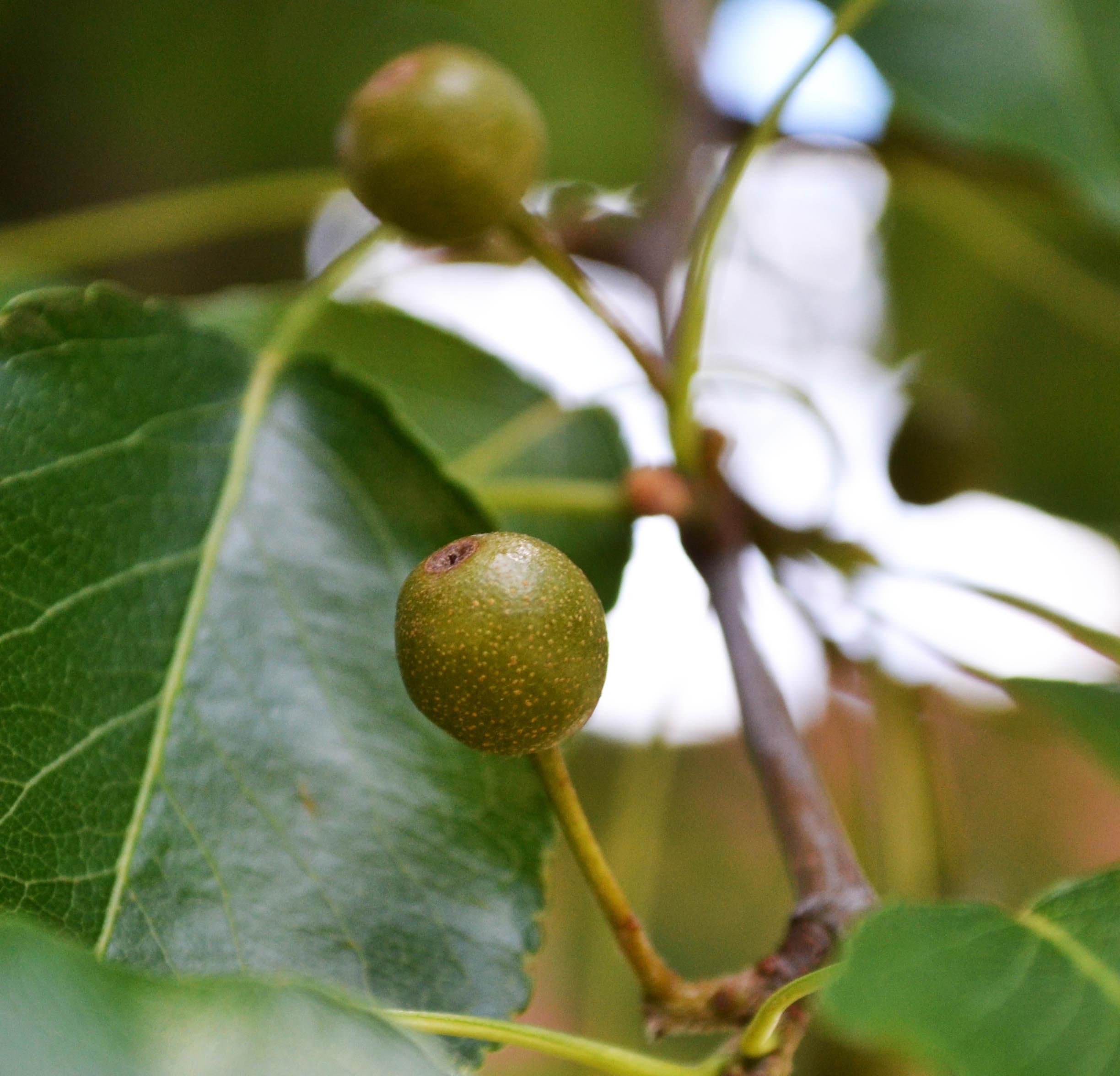 Pyrus calleryana – Purdue Arboretum Explorer