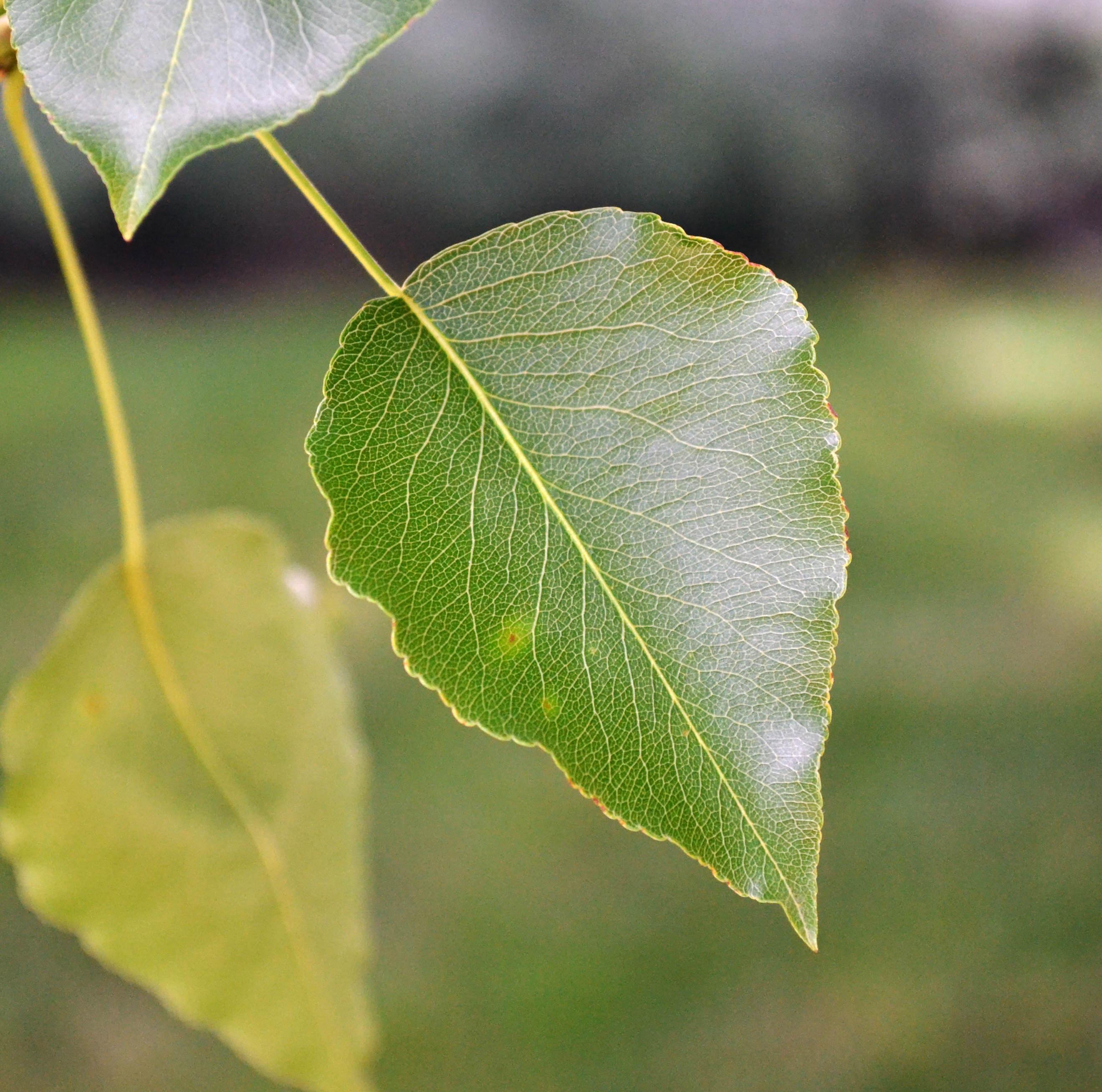 Pyrus calleryana – Purdue Arboretum Explorer