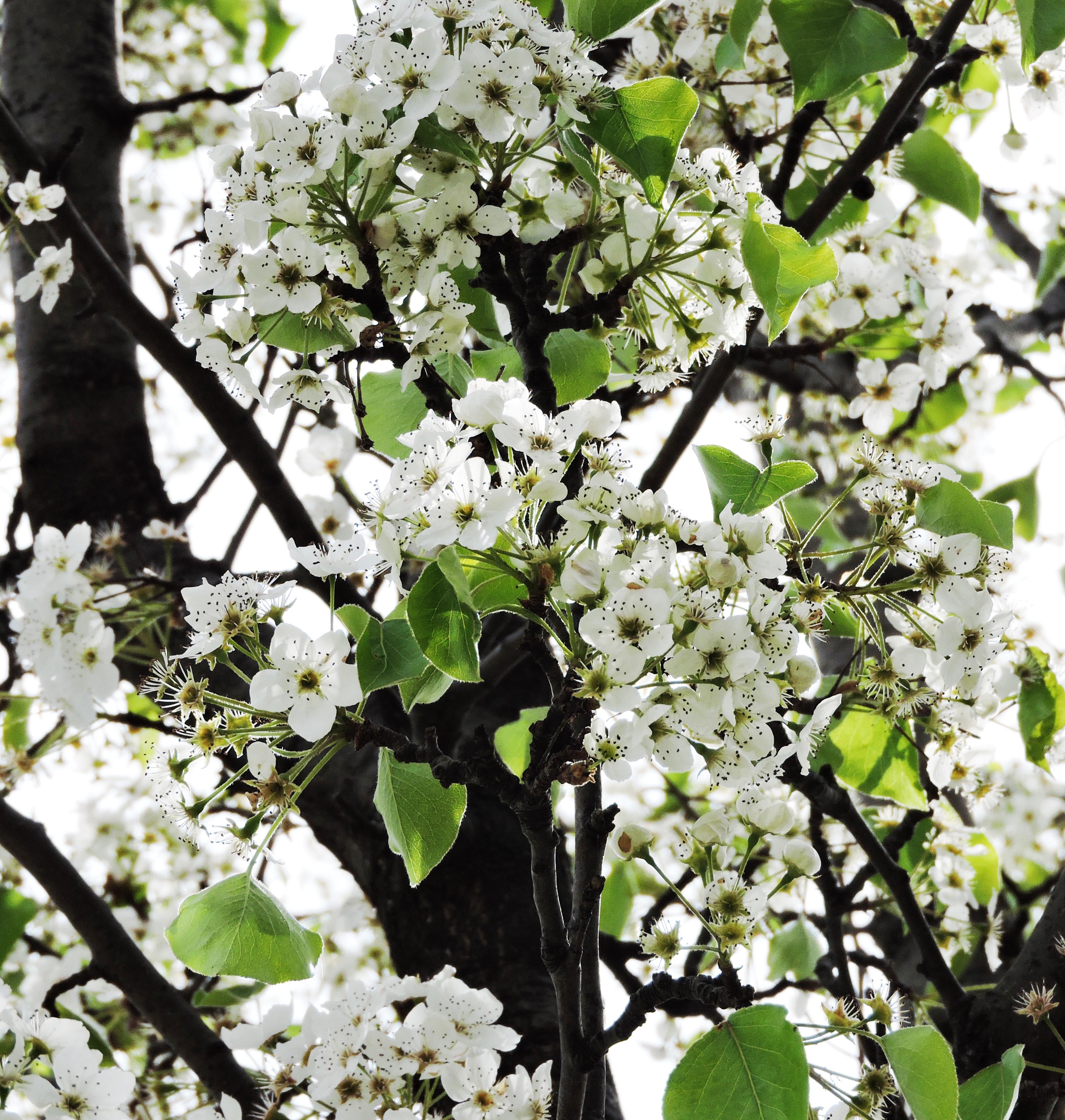 Pyrus calleryana ‘Aristocrat’ [sold as Aristocrat®] – Purdue Arboretum ...
