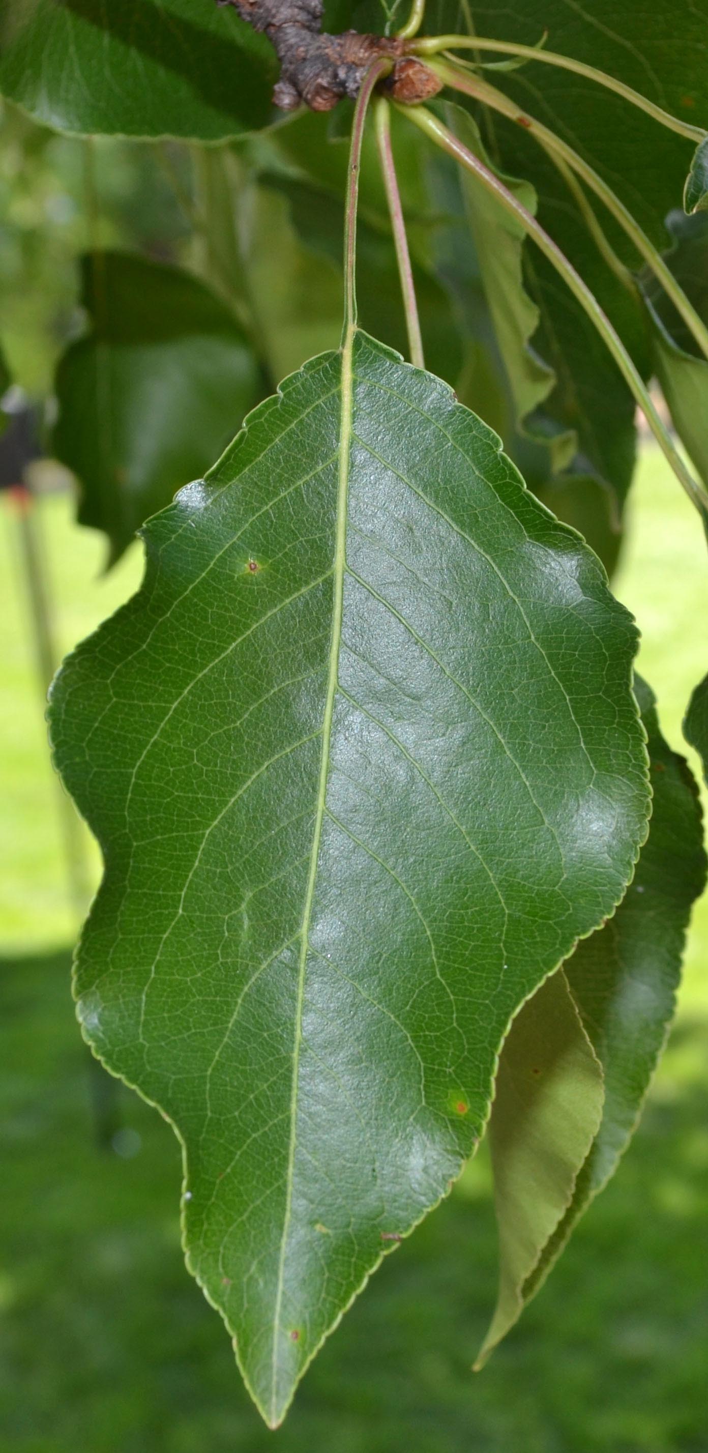Pyrus calleryana ‘Bradford’ – Purdue Arboretum Explorer