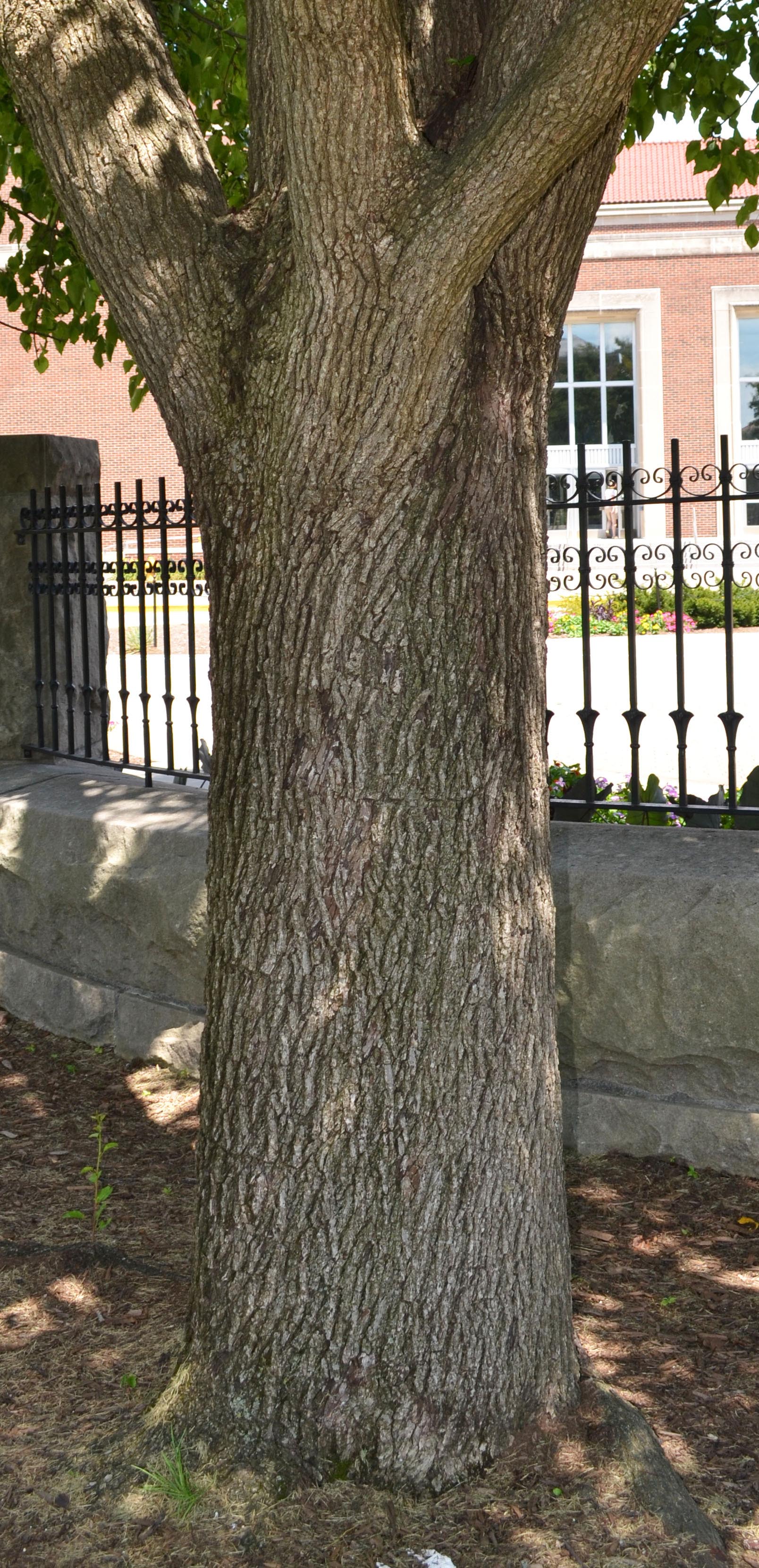 Pyrus calleryana ‘Bradford’ – Purdue Arboretum Explorer