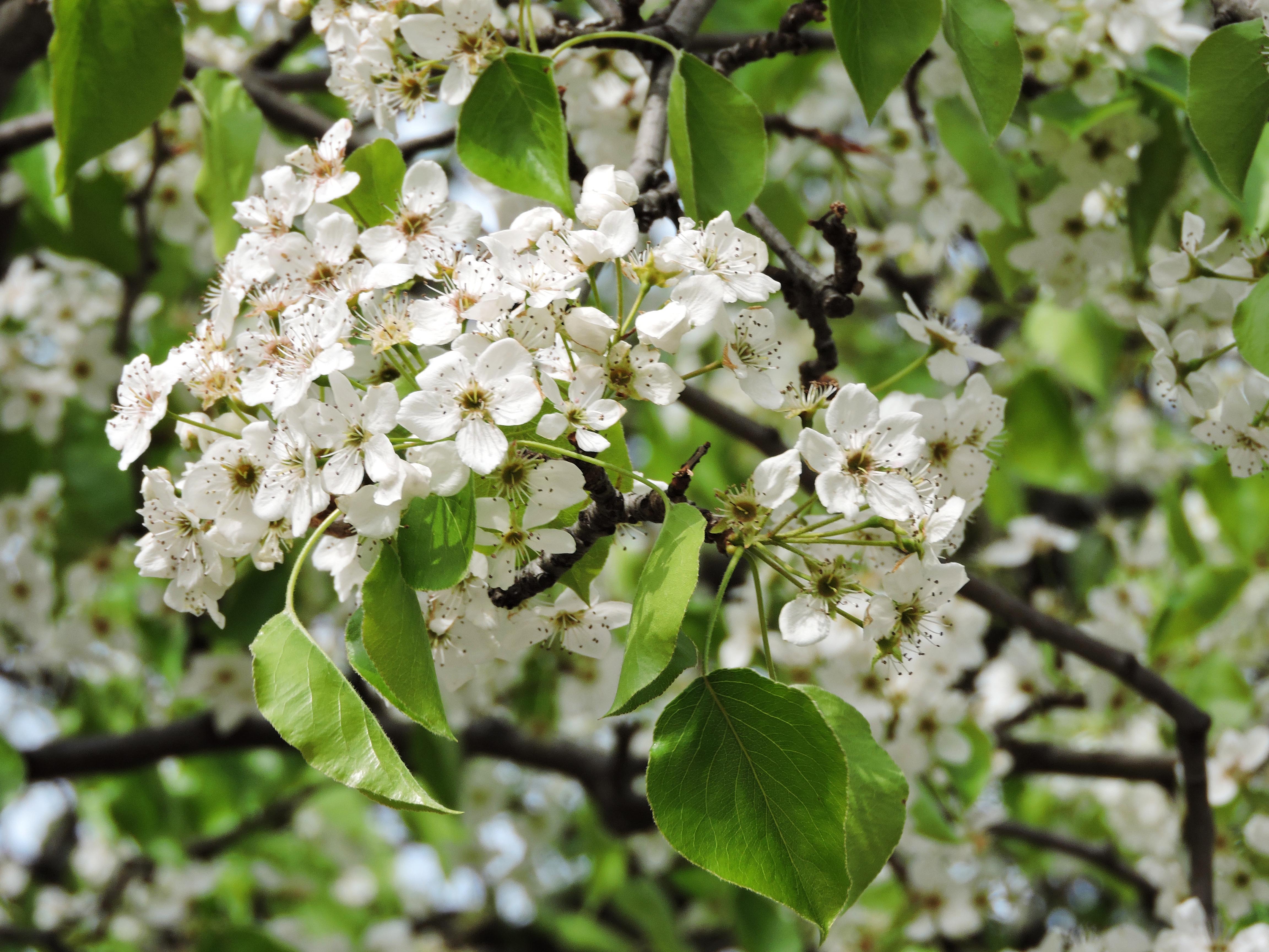 Pyrus calleryana ‘Bradford’ – Purdue Arboretum Explorer