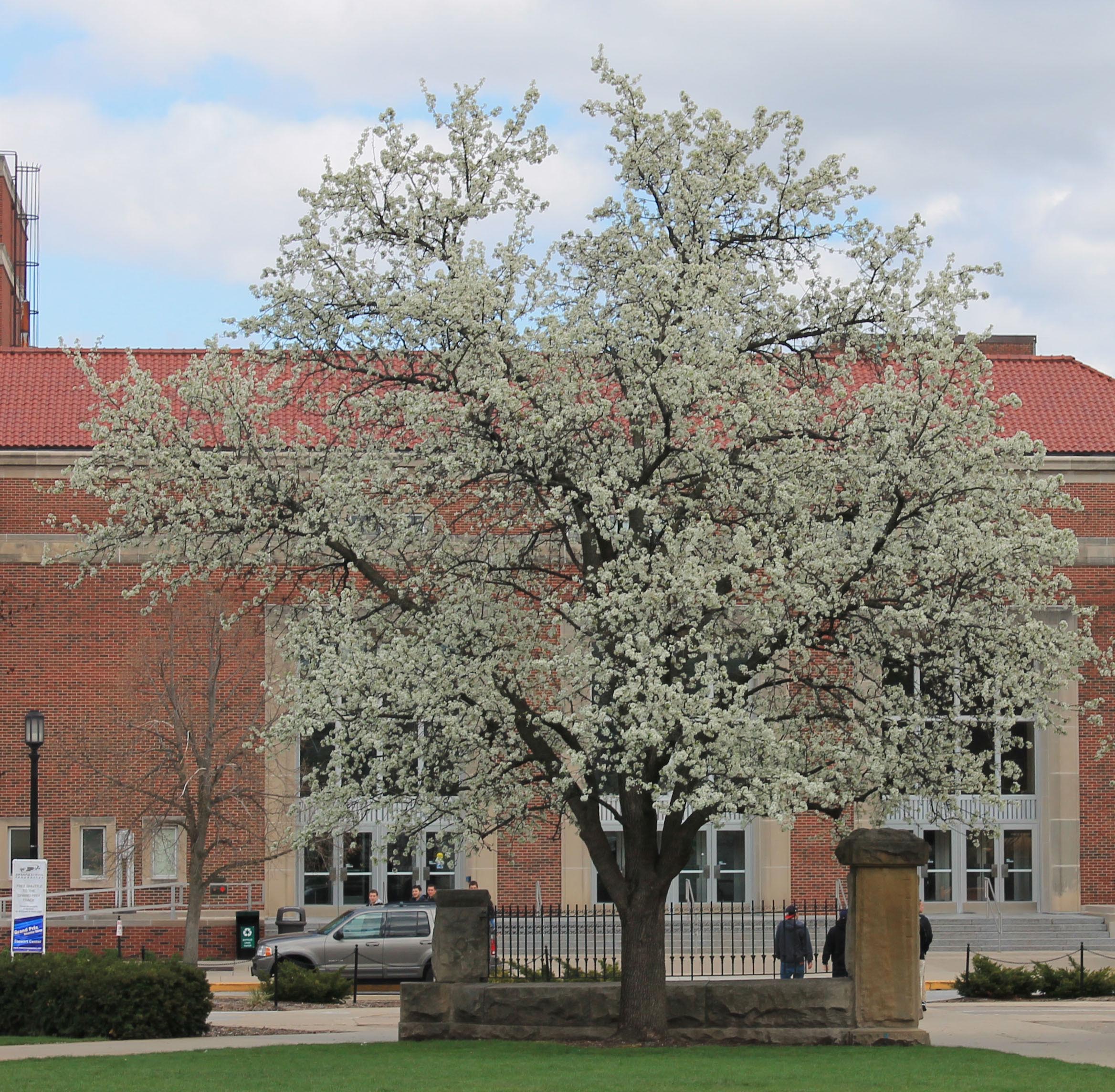 Pyrus calleryana ‘Bradford’ – Purdue Arboretum Explorer