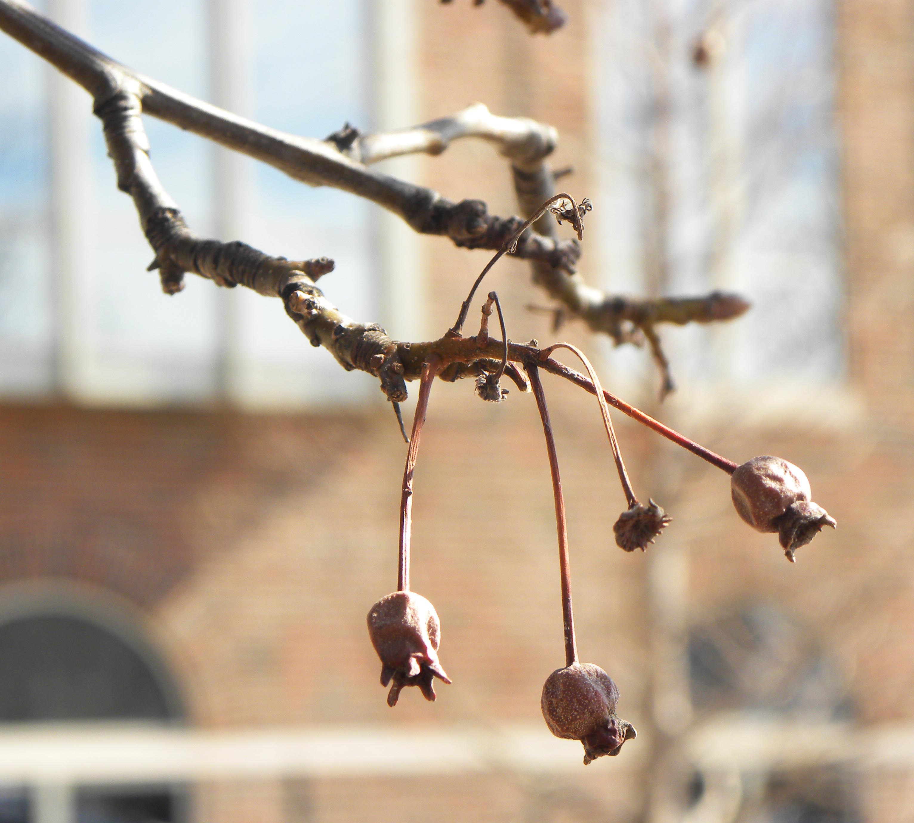 Pyrus calleryana ‘Glen’s Form’ [sold as Chanticleer®] – Purdue ...
