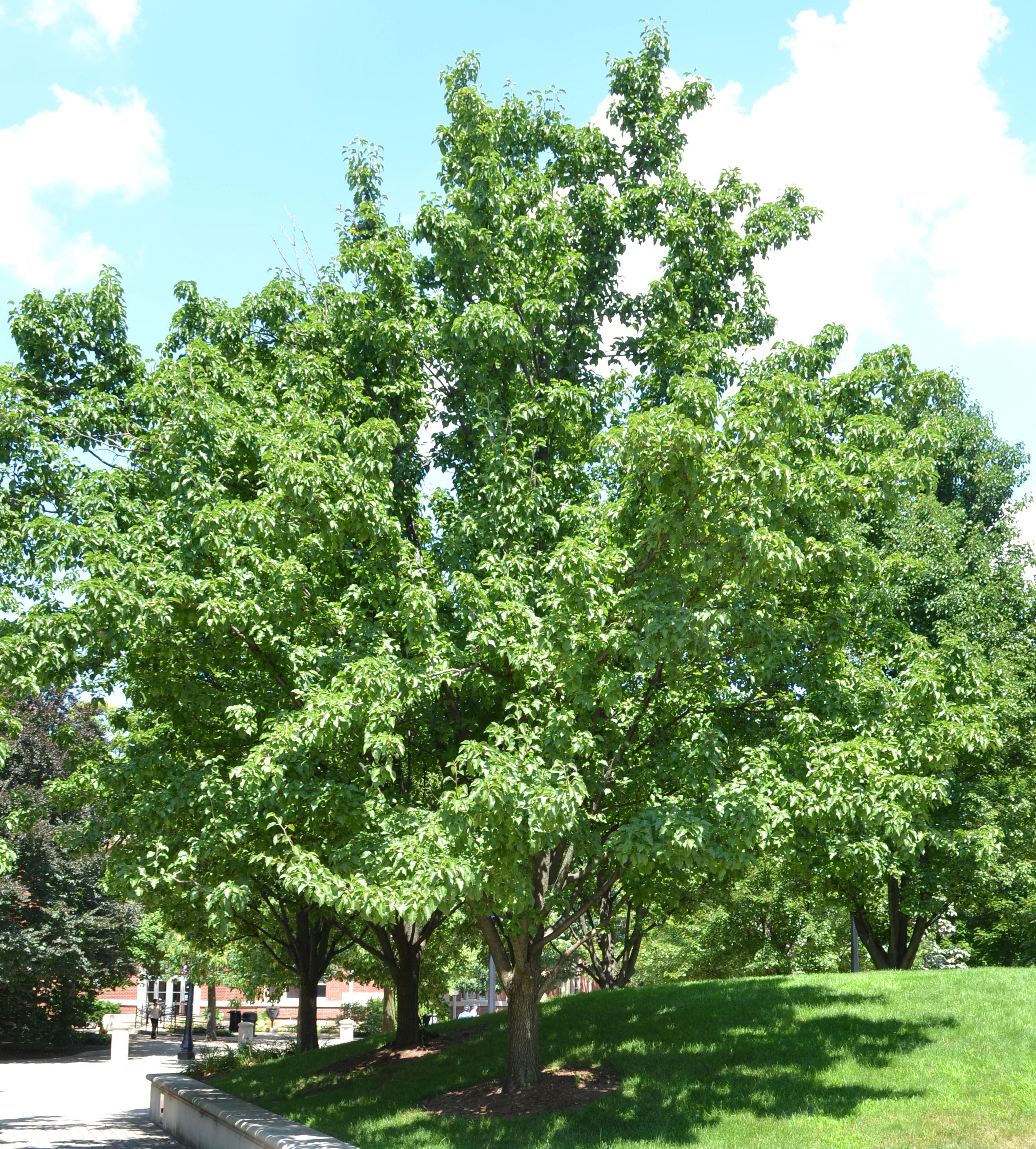 Pyrus calleryana ‘Redspire’ – Purdue Arboretum Explorer