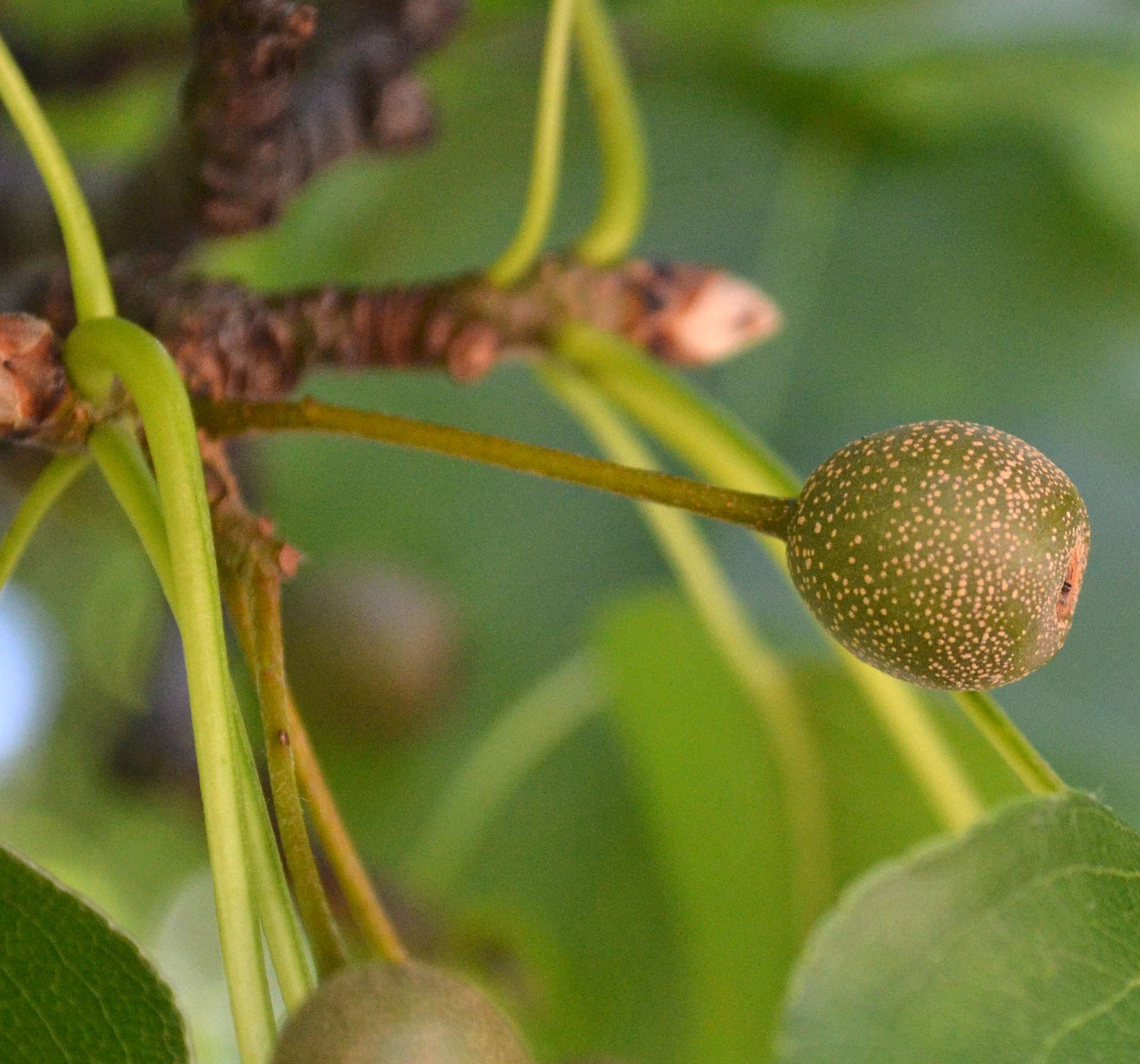 Pyrus calleryana ‘Redspire’ – Purdue Arboretum Explorer