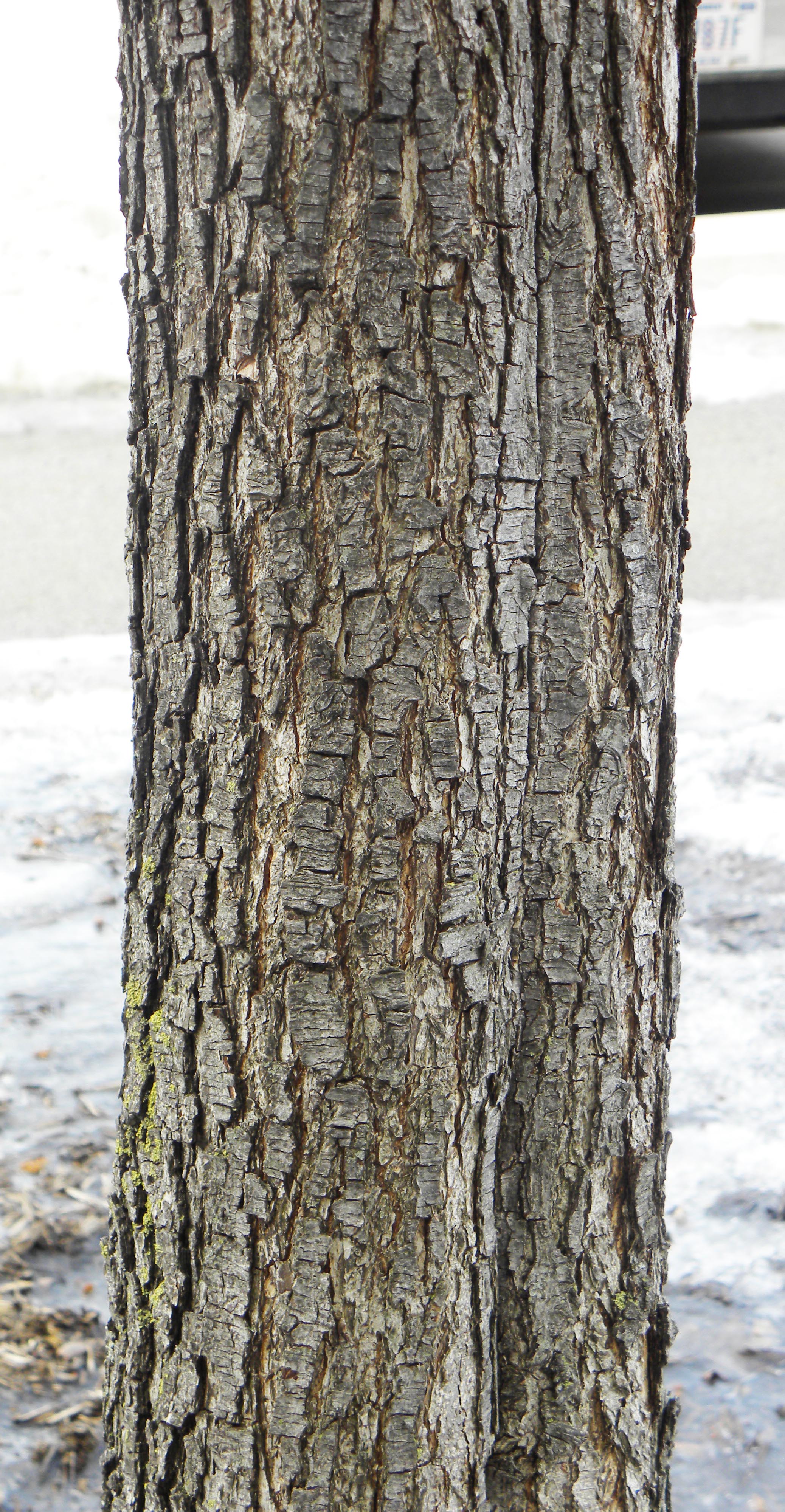 Pyrus calleryana ‘Redspire’ – Purdue Arboretum Explorer