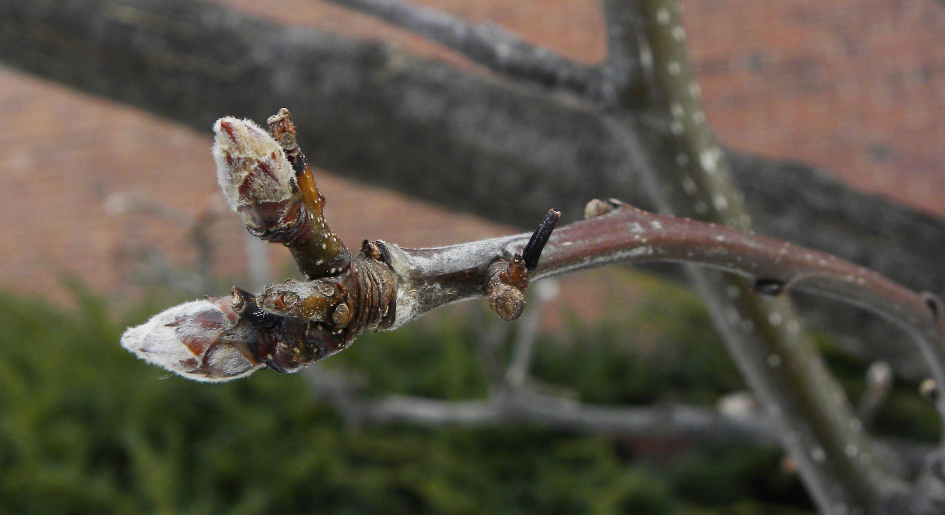 Pyrus calleryana ‘Redspire’ – Purdue Arboretum Explorer