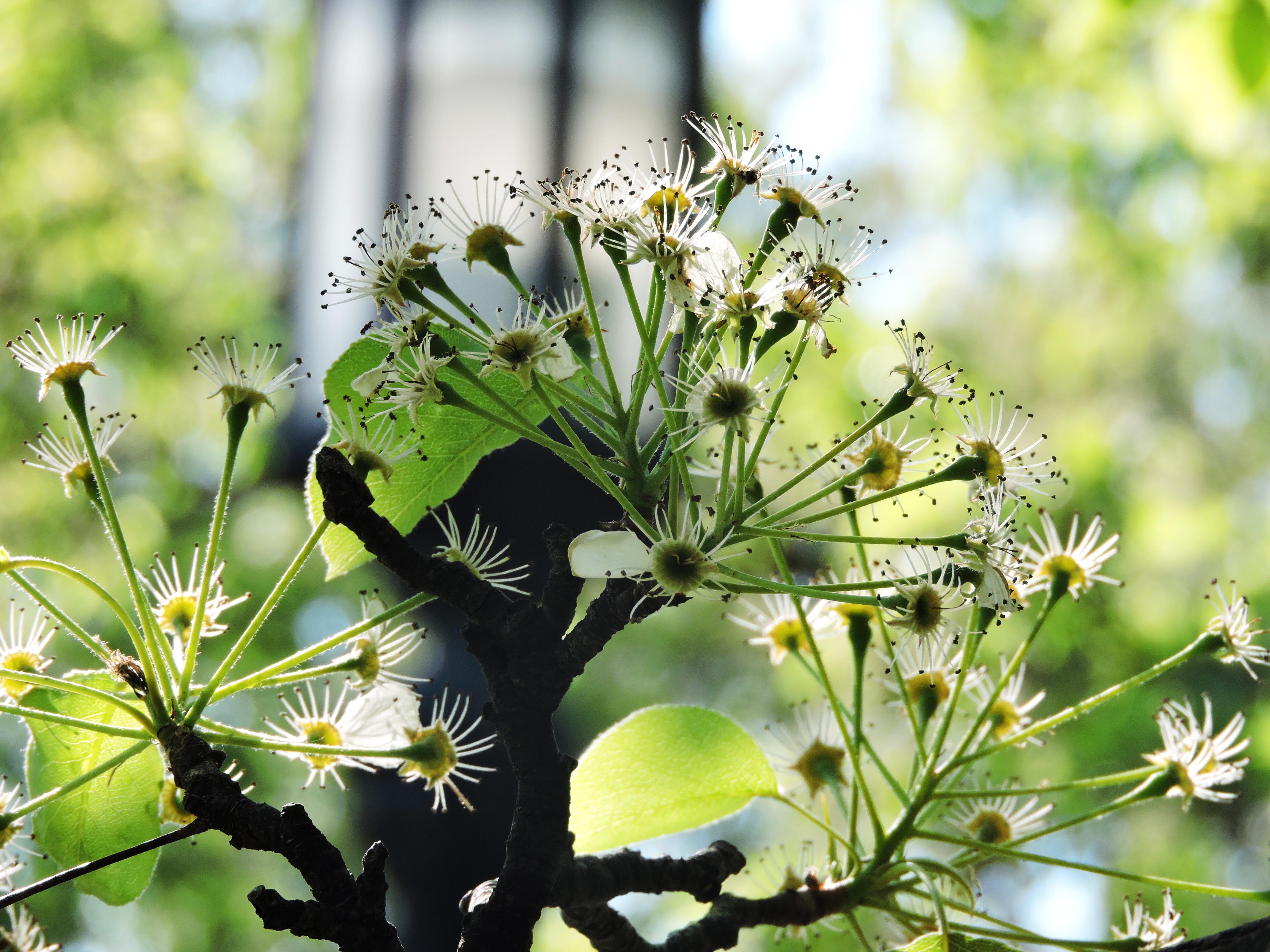 Pyrus calleryana ‘Redspire’ – Purdue Arboretum Explorer