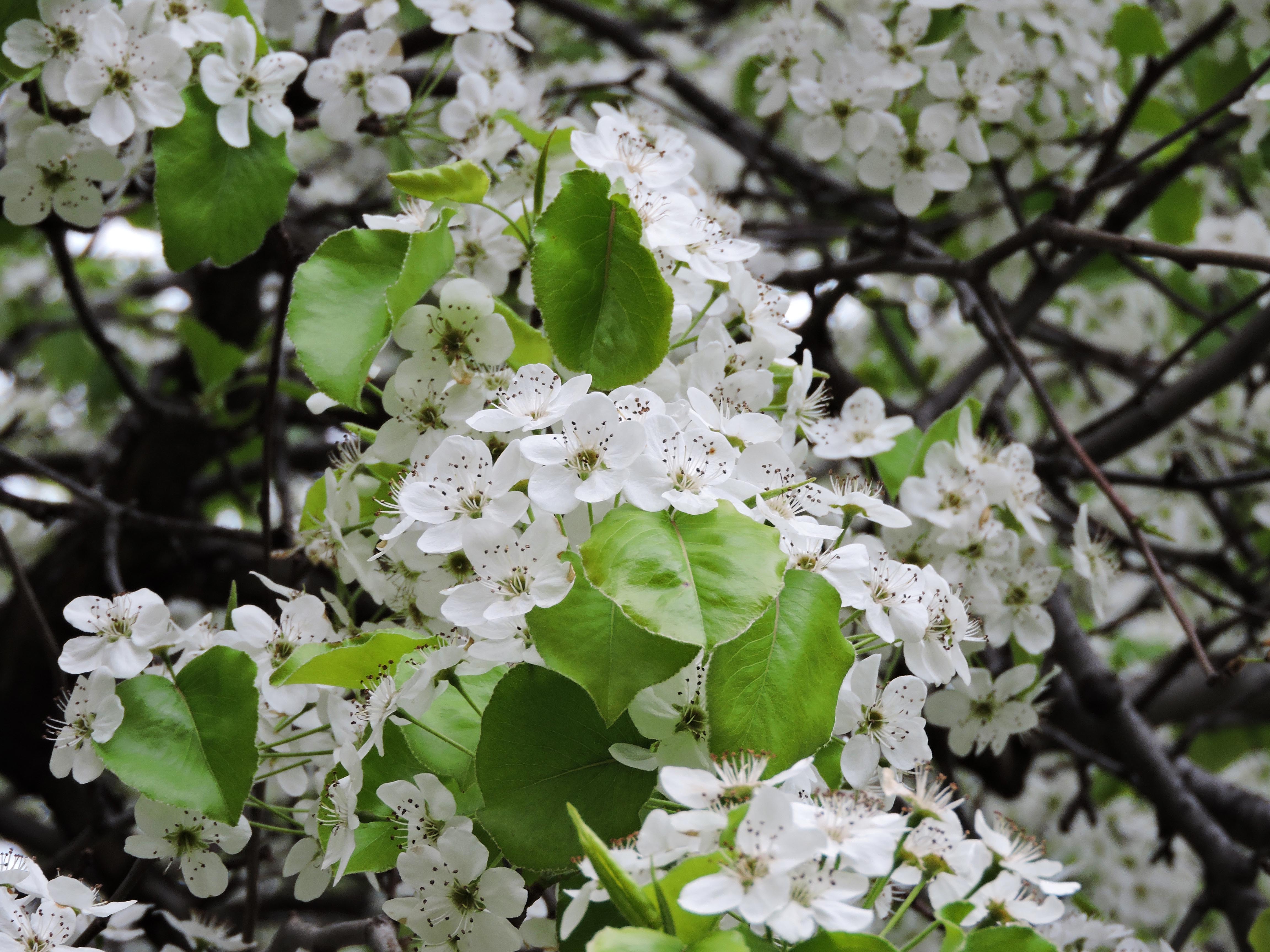 Pyrus calleryana ‘Redspire’ – Purdue Arboretum Explorer