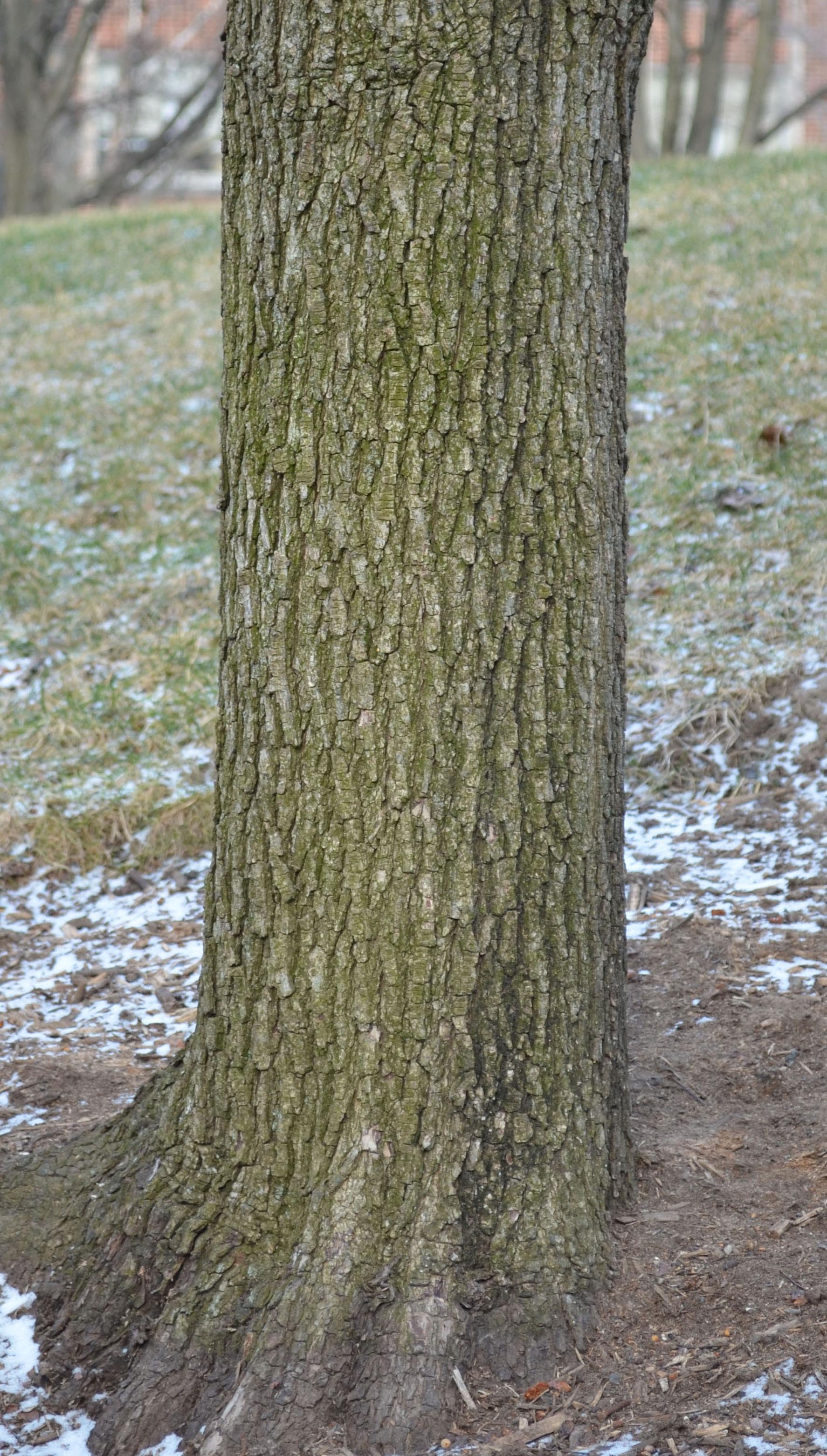 Pyrus calleryana ‘Redspire’ – Purdue Arboretum Explorer
