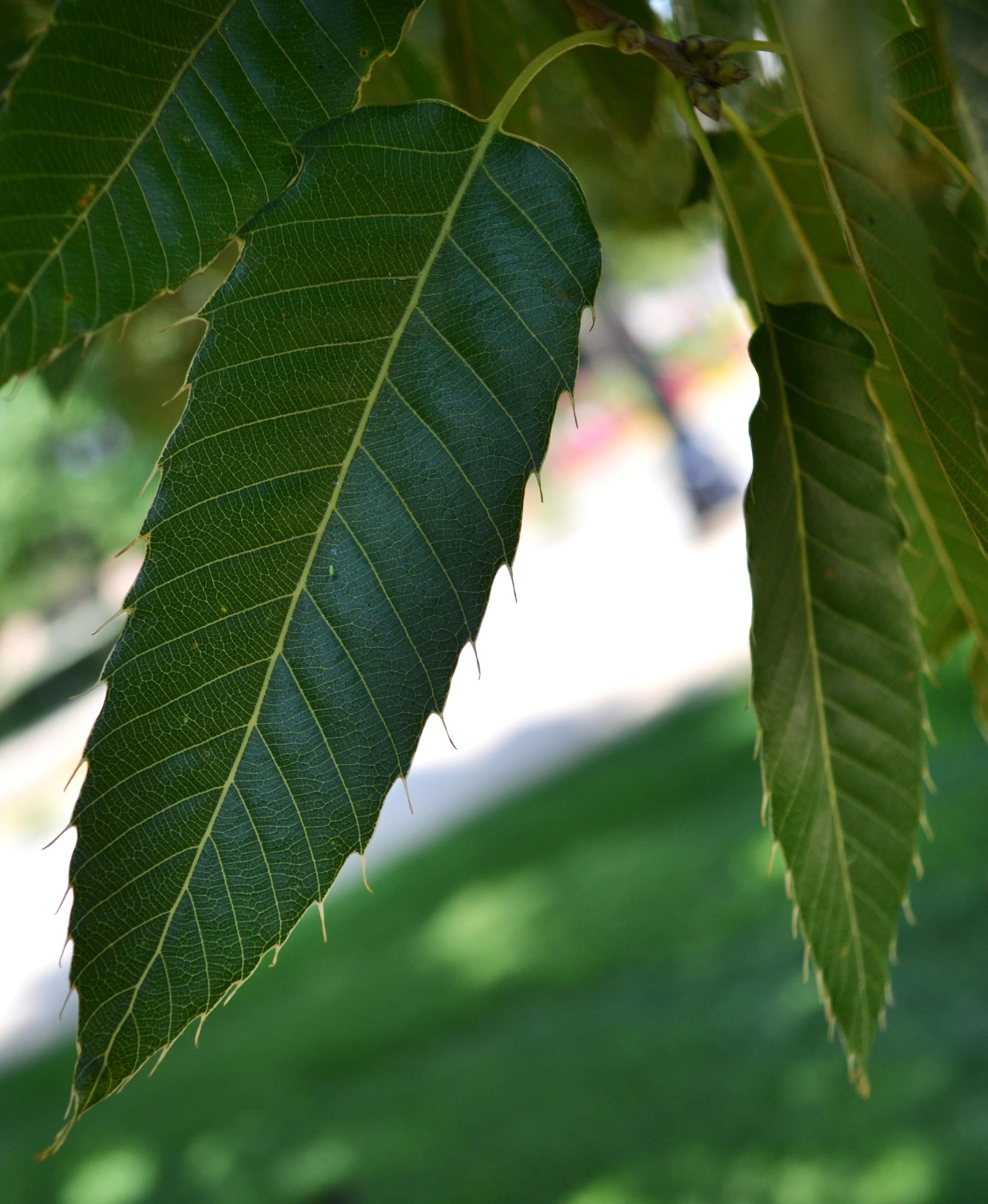 Quercus acutissima – Purdue Arboretum Explorer