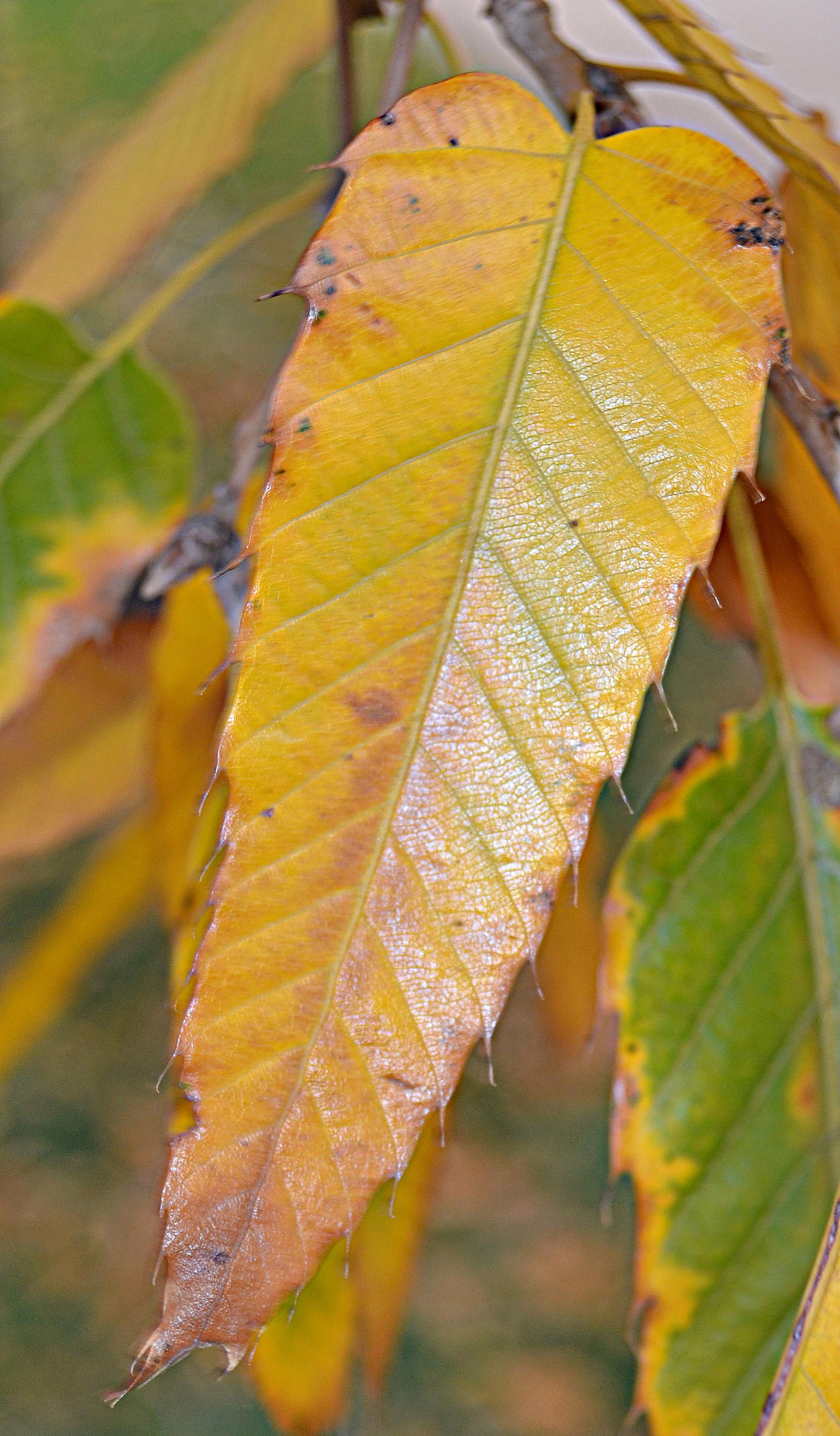 Quercus acutissima – Purdue Arboretum Explorer