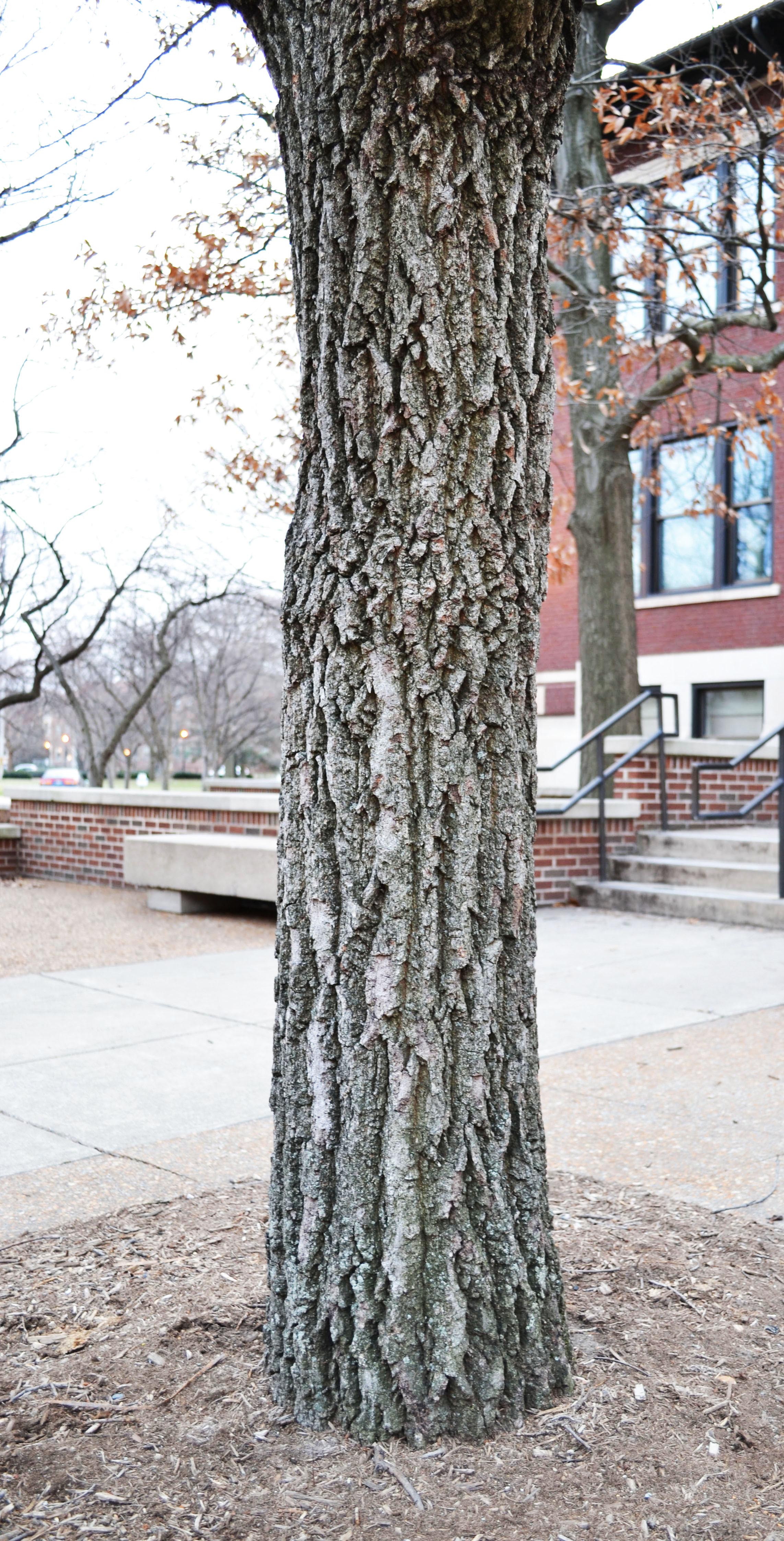 Quercus acutissima – Purdue Arboretum Explorer