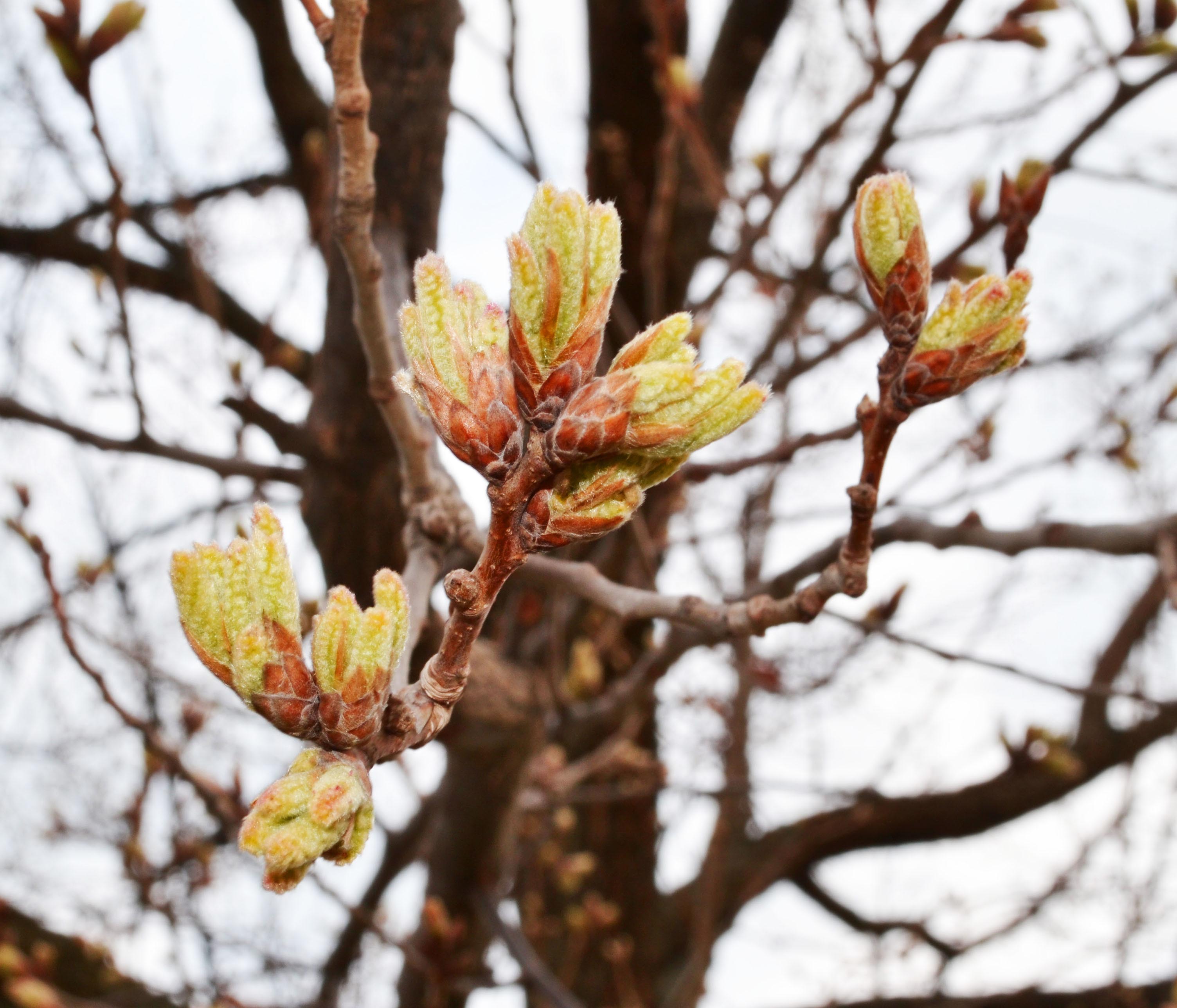 Quercus acutissima – Purdue Arboretum Explorer