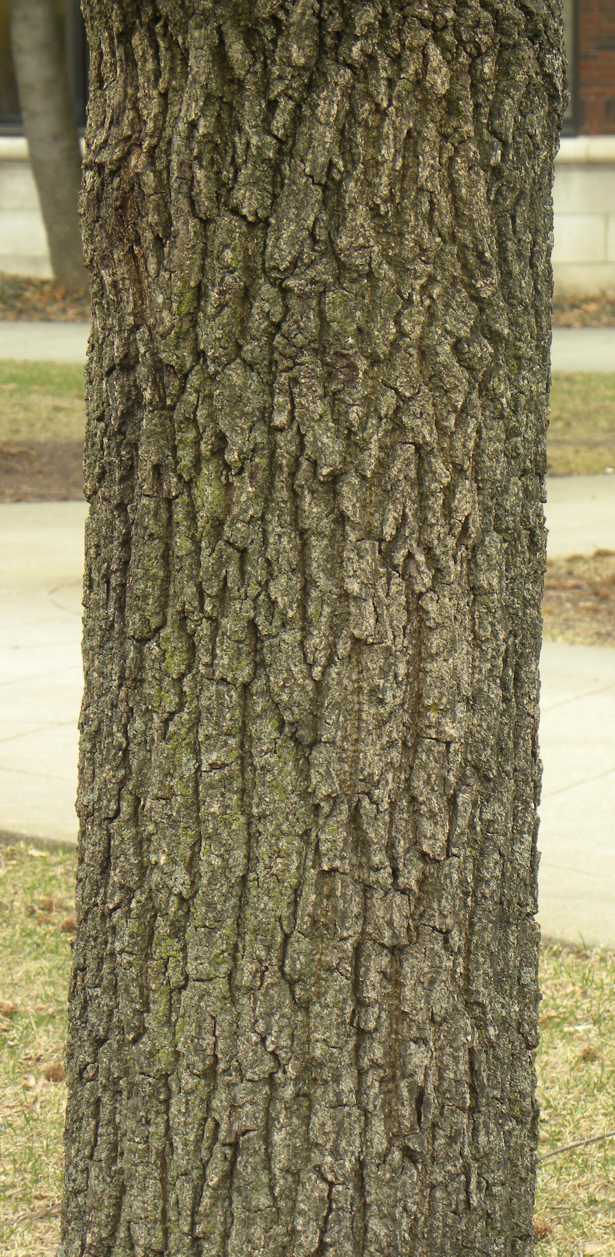 Quercus acutissima – Purdue Arboretum Explorer