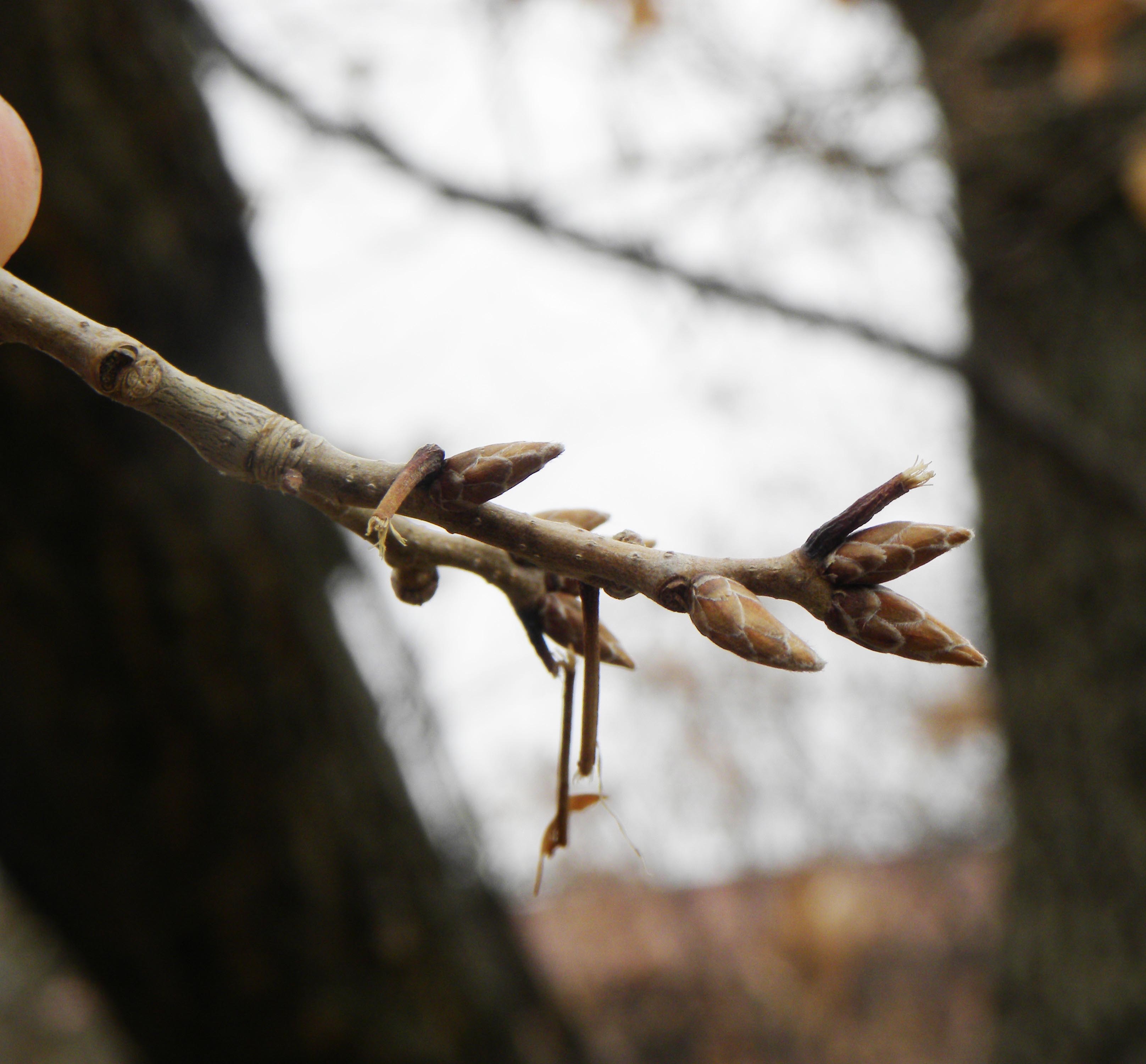 Quercus acutissima – Purdue Arboretum Explorer