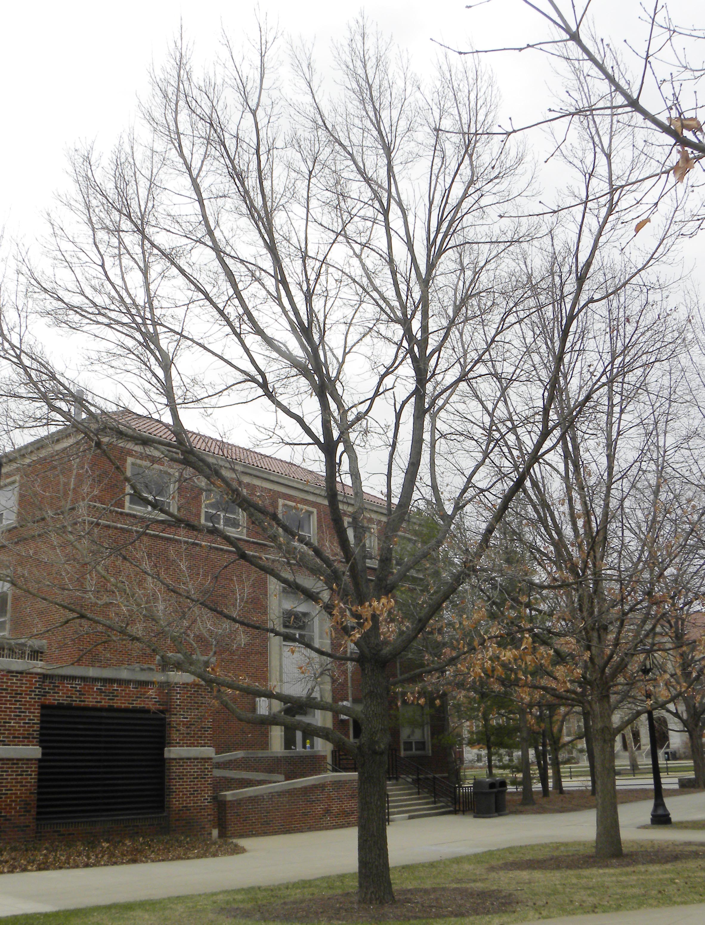 Quercus acutissima – Purdue Arboretum Explorer
