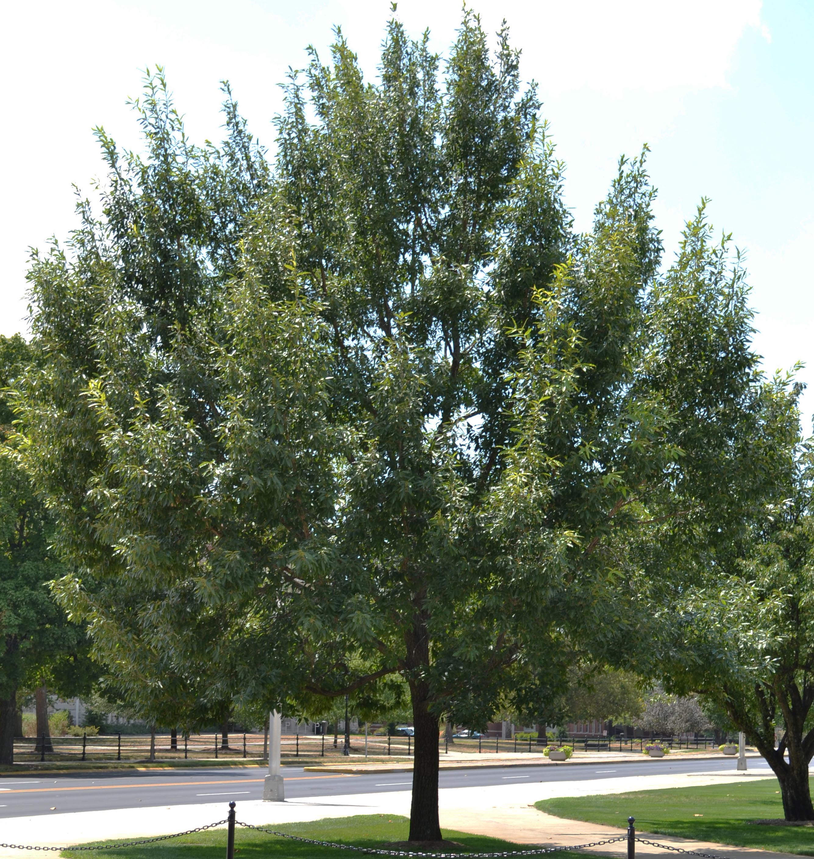 Quercus acutissima – Purdue Arboretum Explorer