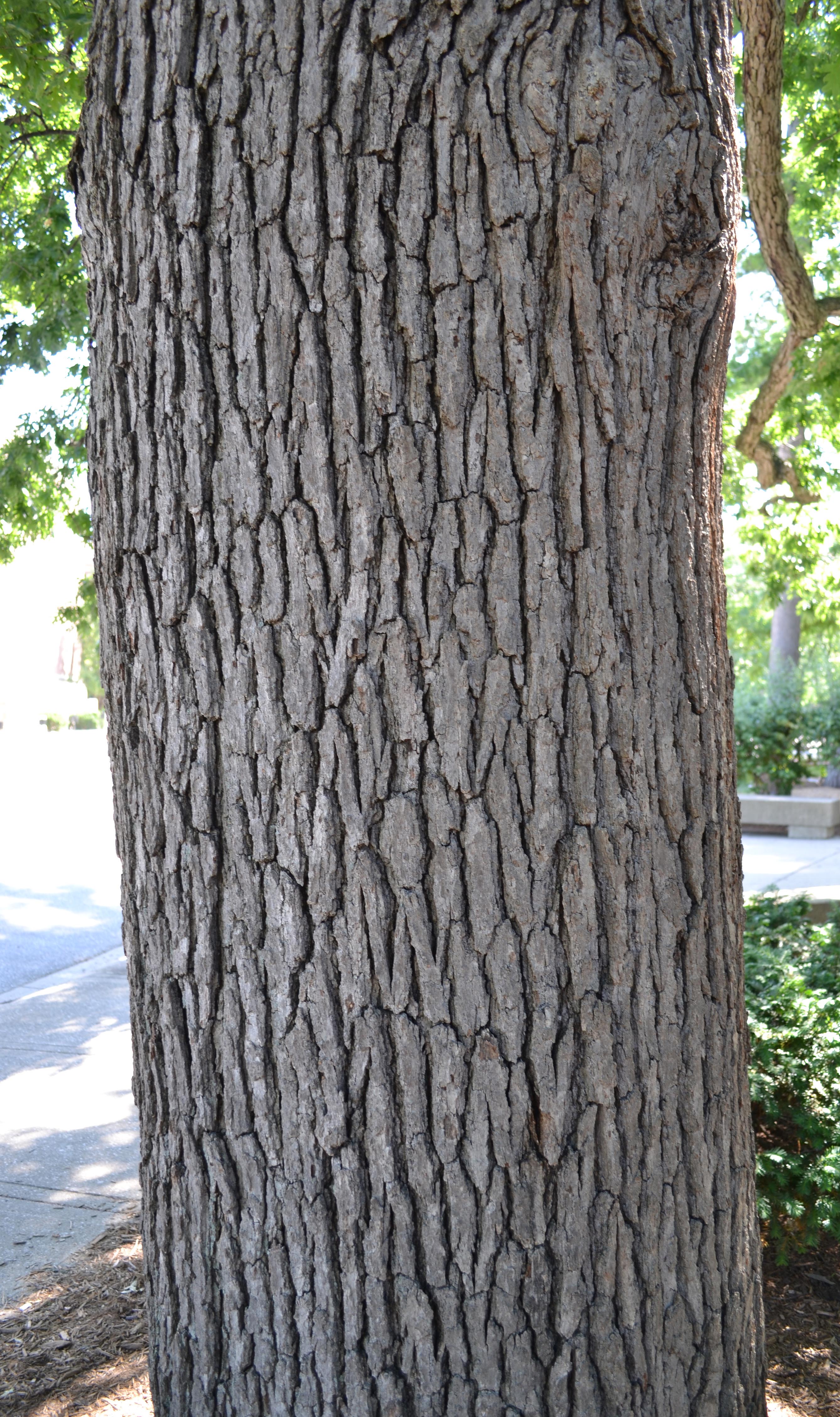 Quercus alba – Purdue Arboretum Explorer