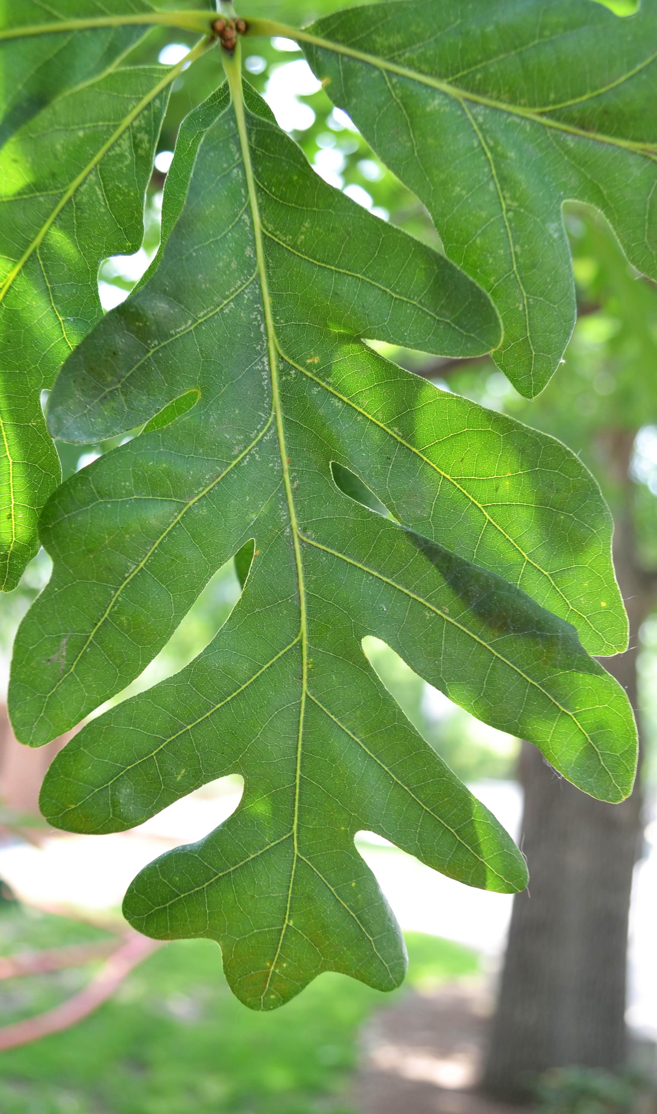 Quercus alba – Purdue Arboretum Explorer