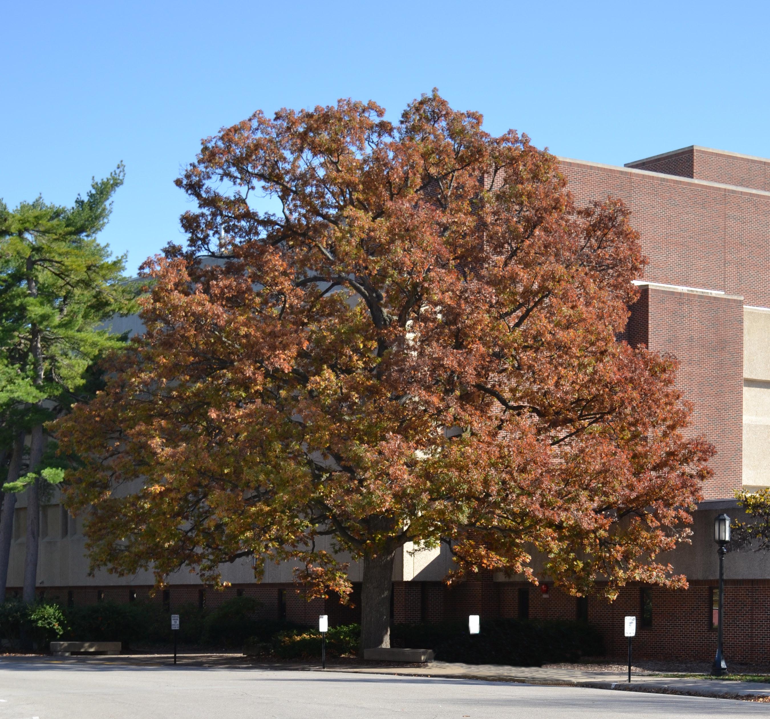 Quercus alba – Purdue Arboretum Explorer