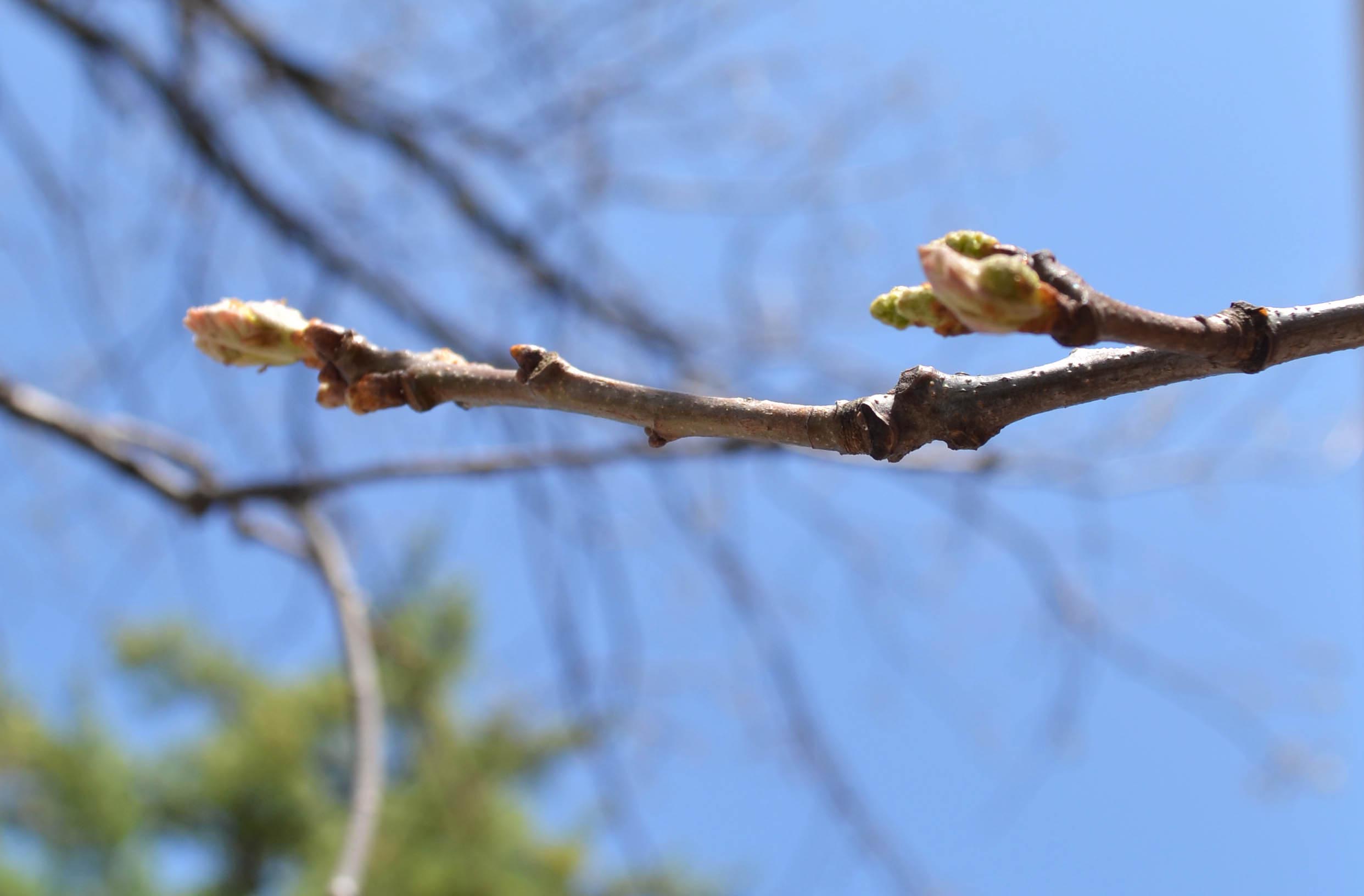 Quercus alba – Purdue Arboretum Explorer