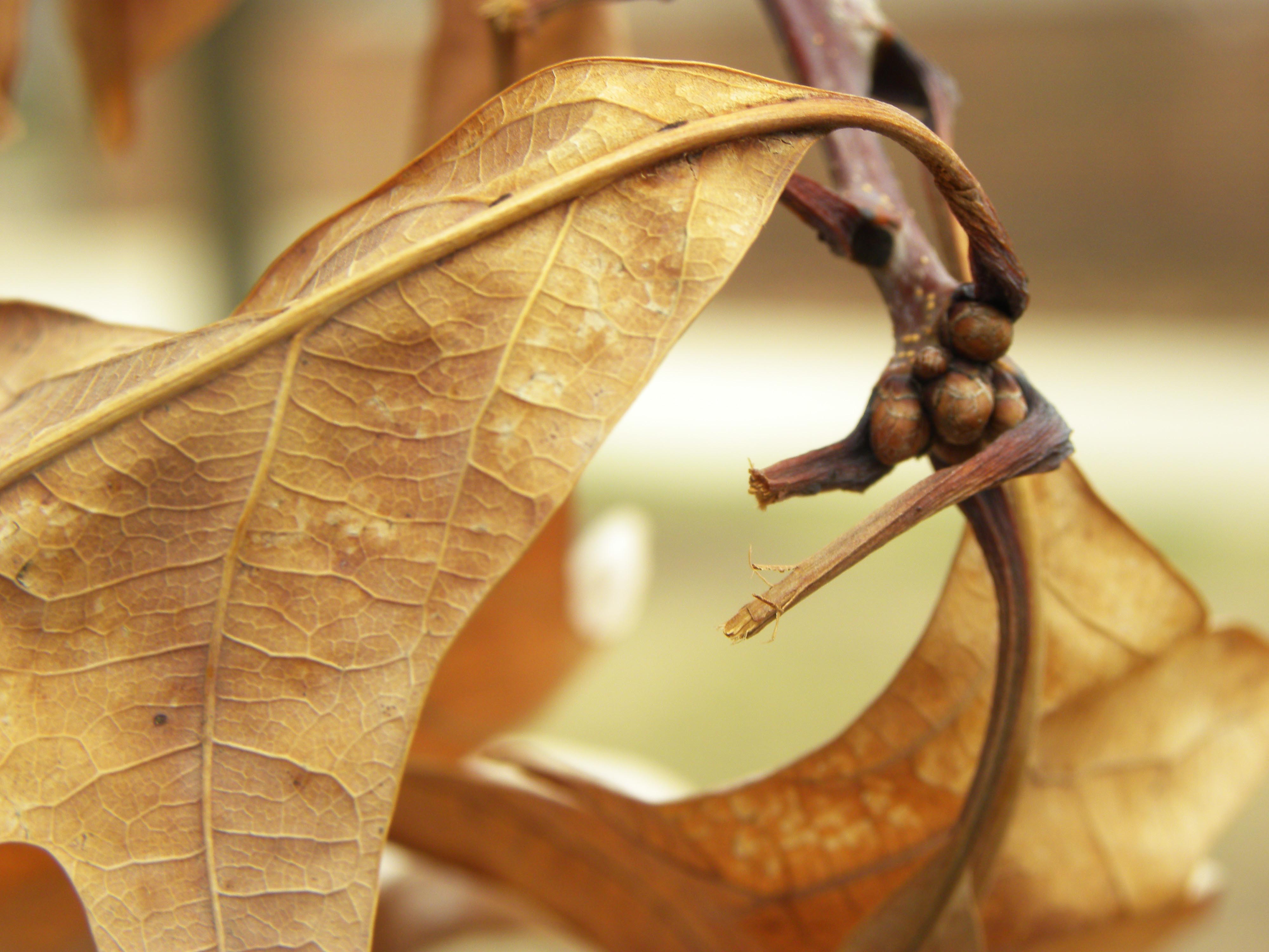 Quercus alba – Purdue Arboretum Explorer
