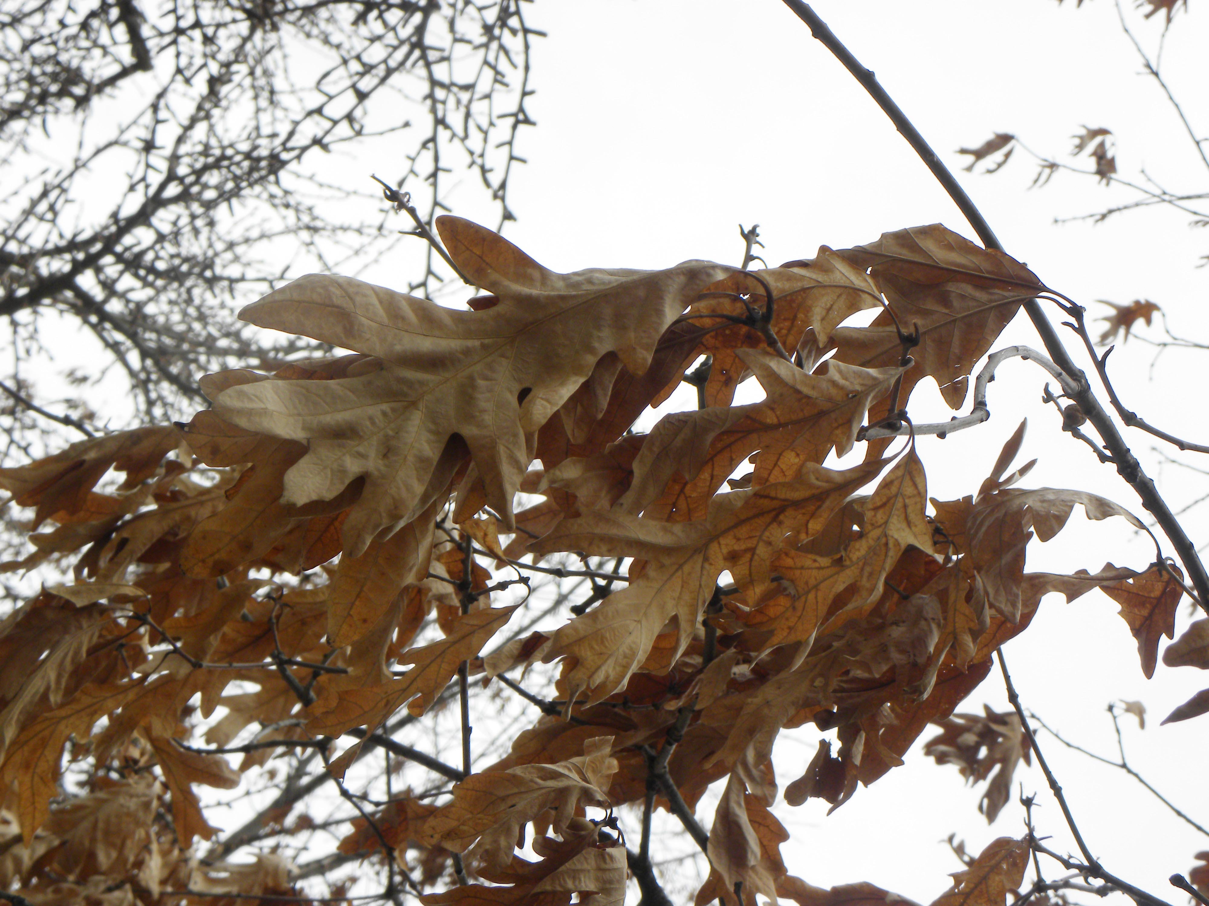 Quercus alba – Purdue Arboretum Explorer