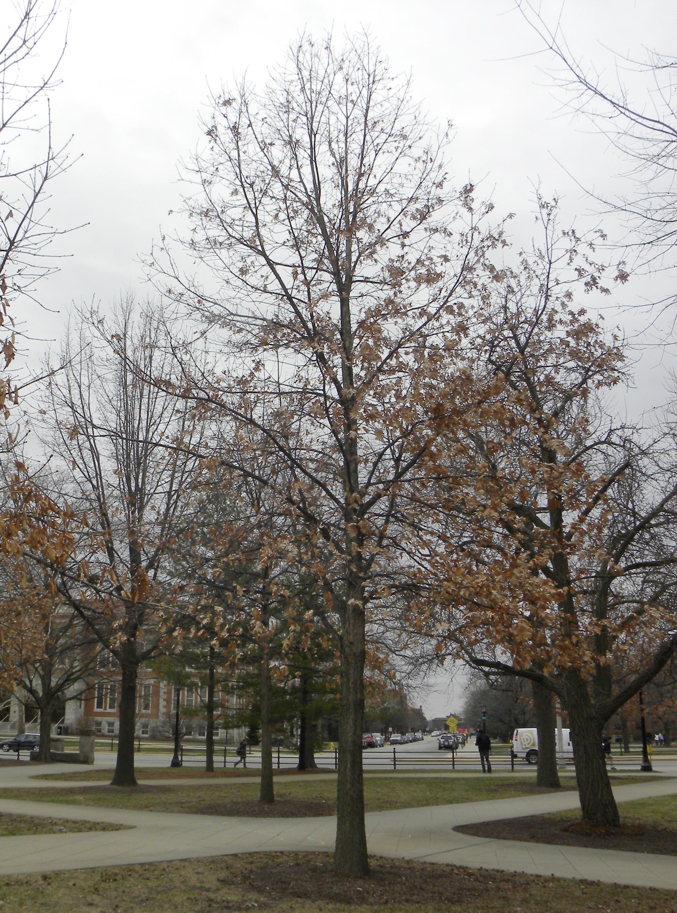 Quercus alba – Purdue Arboretum Explorer