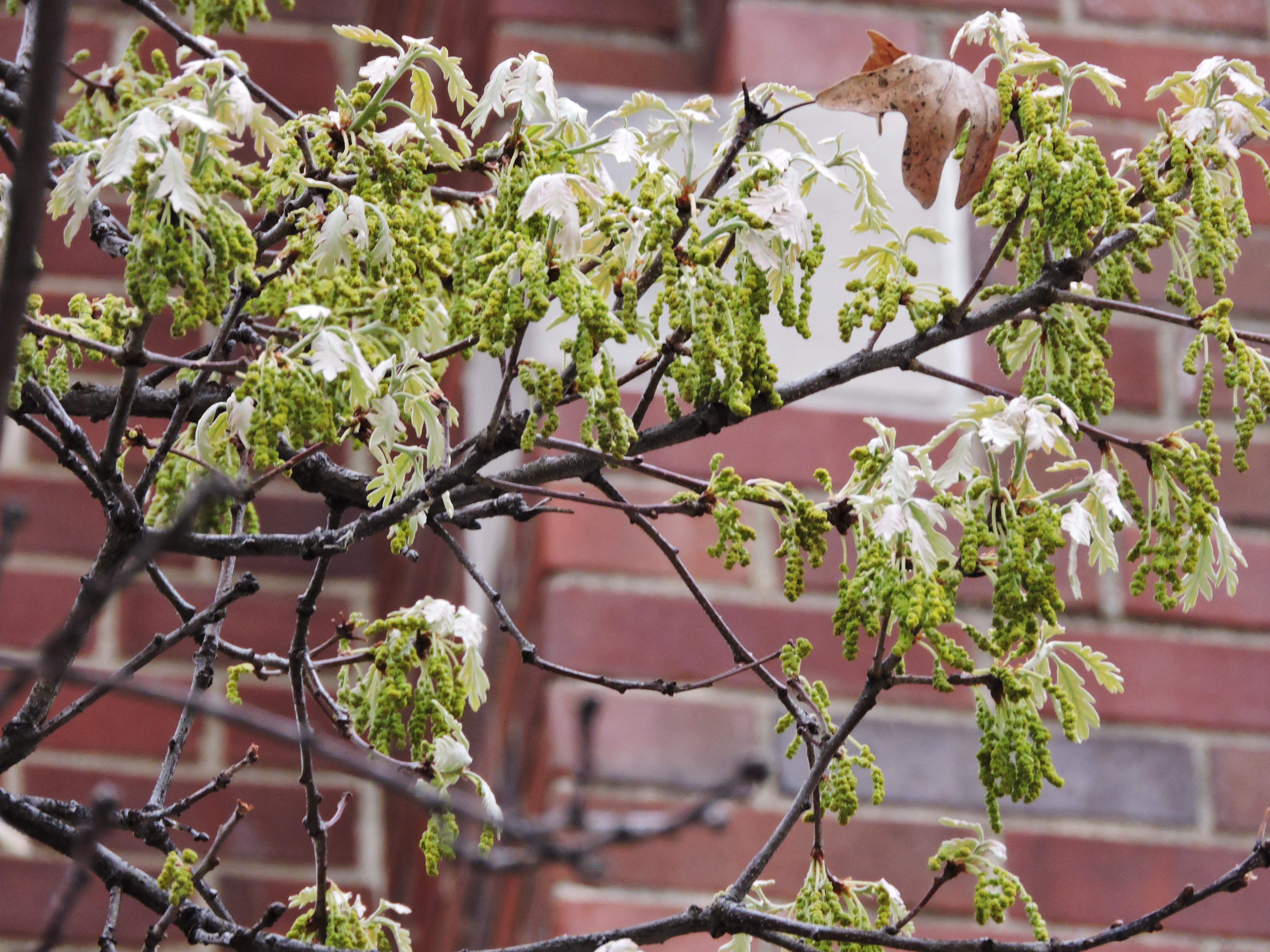 Quercus alba – Purdue Arboretum Explorer