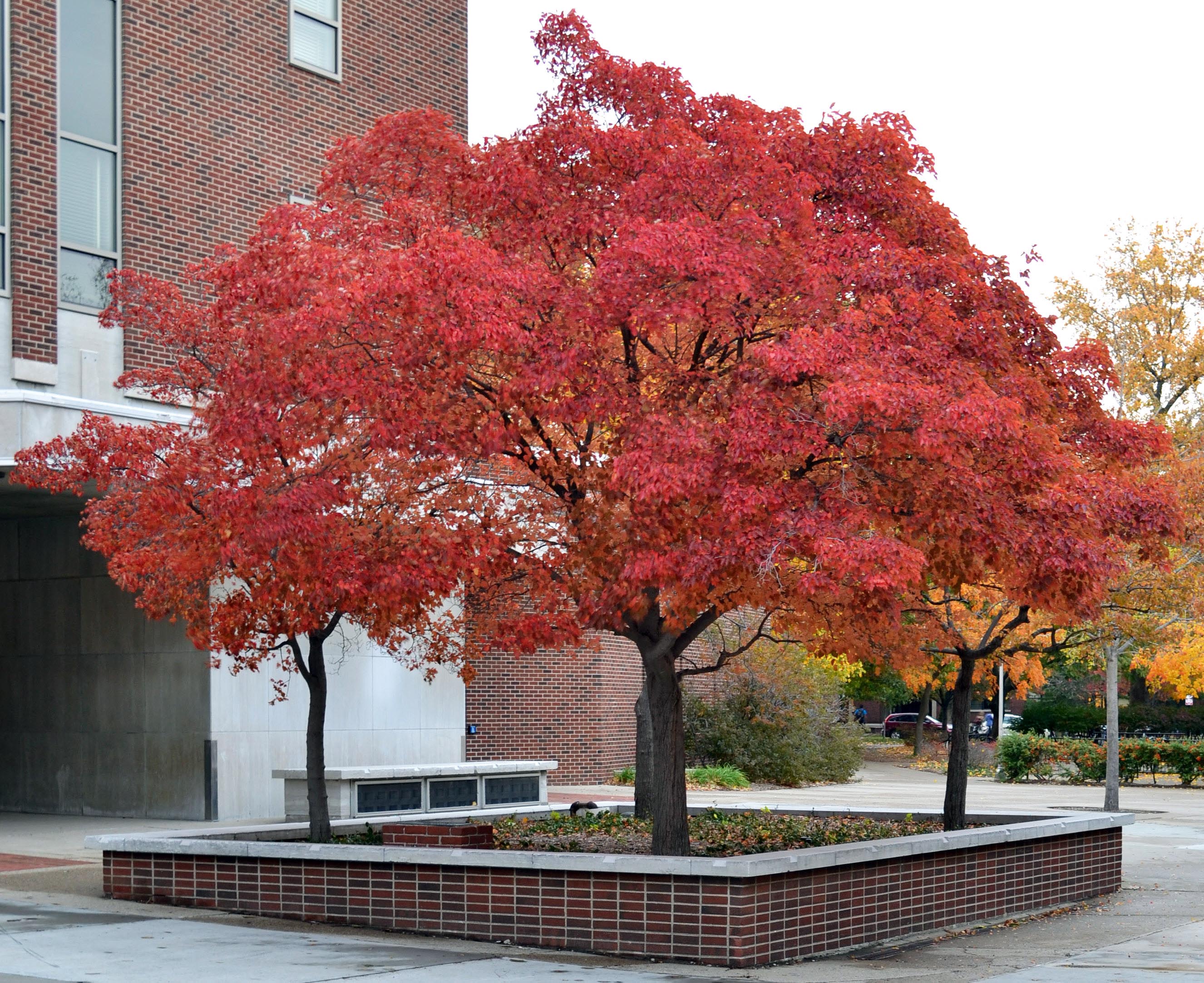 Acer tataricum ssp. ginnala ‘Flame’ – Purdue Arboretum Explorer