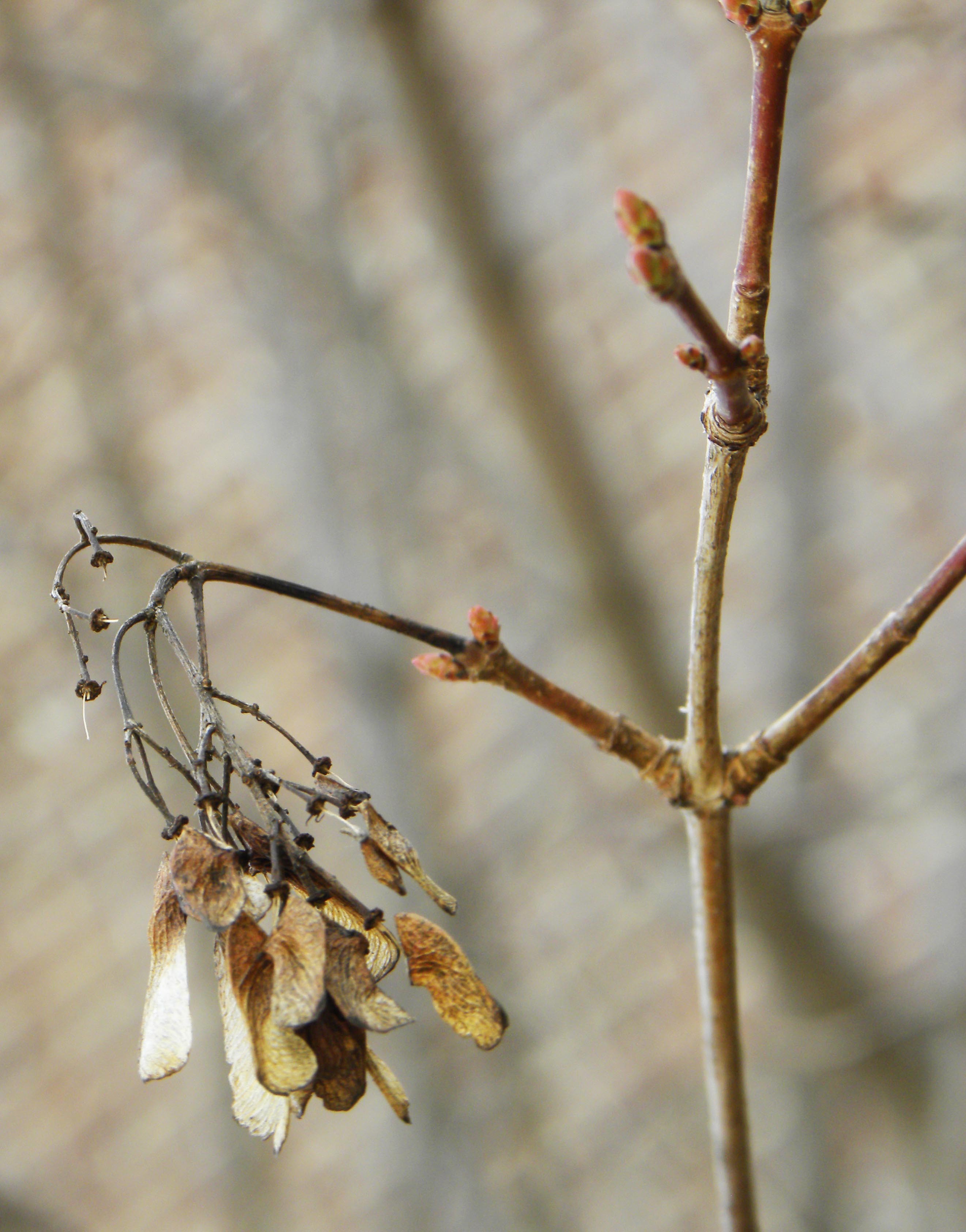 Acer tataricum ssp. ginnala ‘Flame’ – Purdue Arboretum Explorer