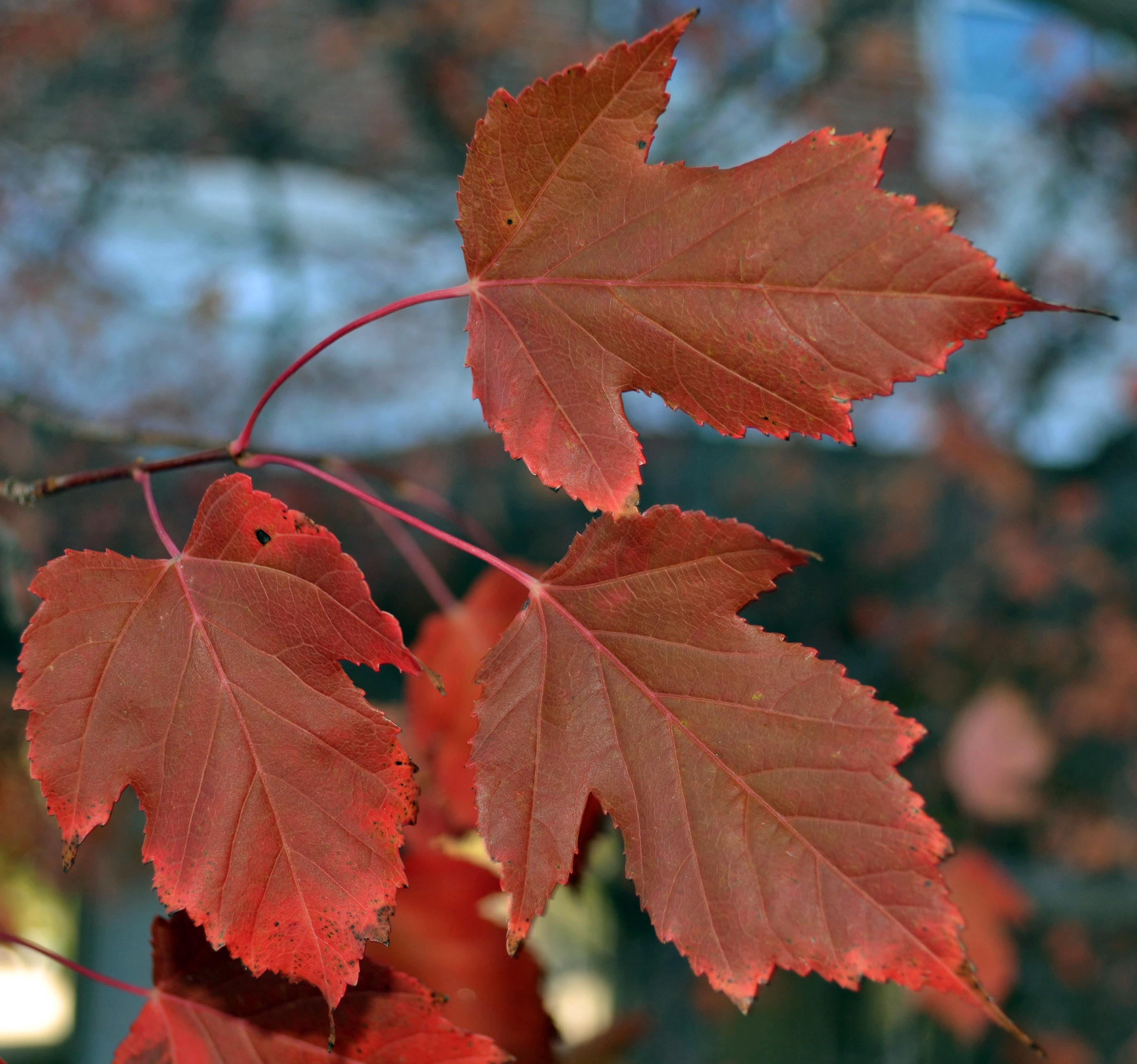 Acer tataricum ssp. ginnala ‘Flame’ – Purdue Arboretum Explorer