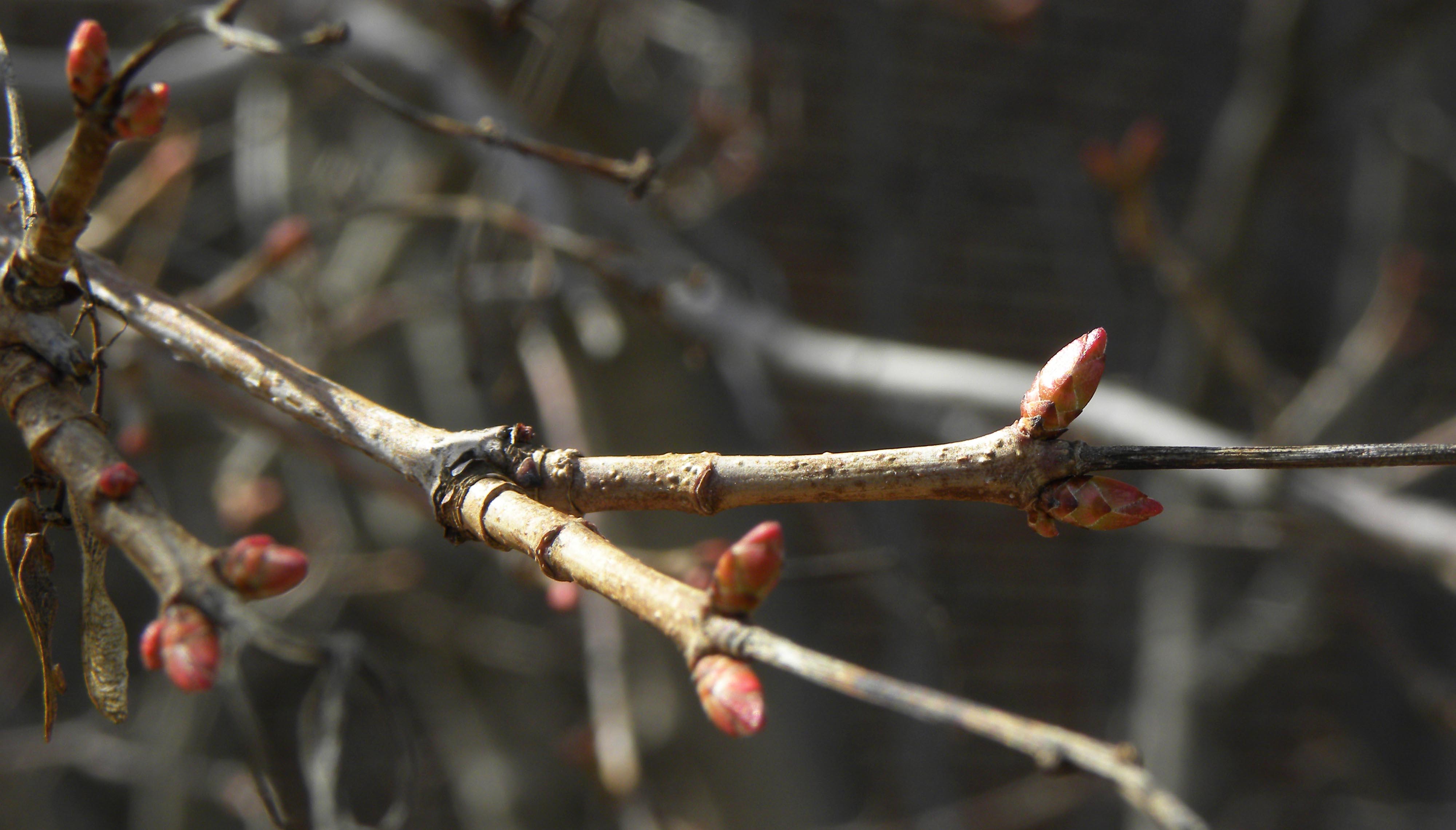 Acer tataricum ssp. ginnala ‘Flame’ – Purdue Arboretum Explorer