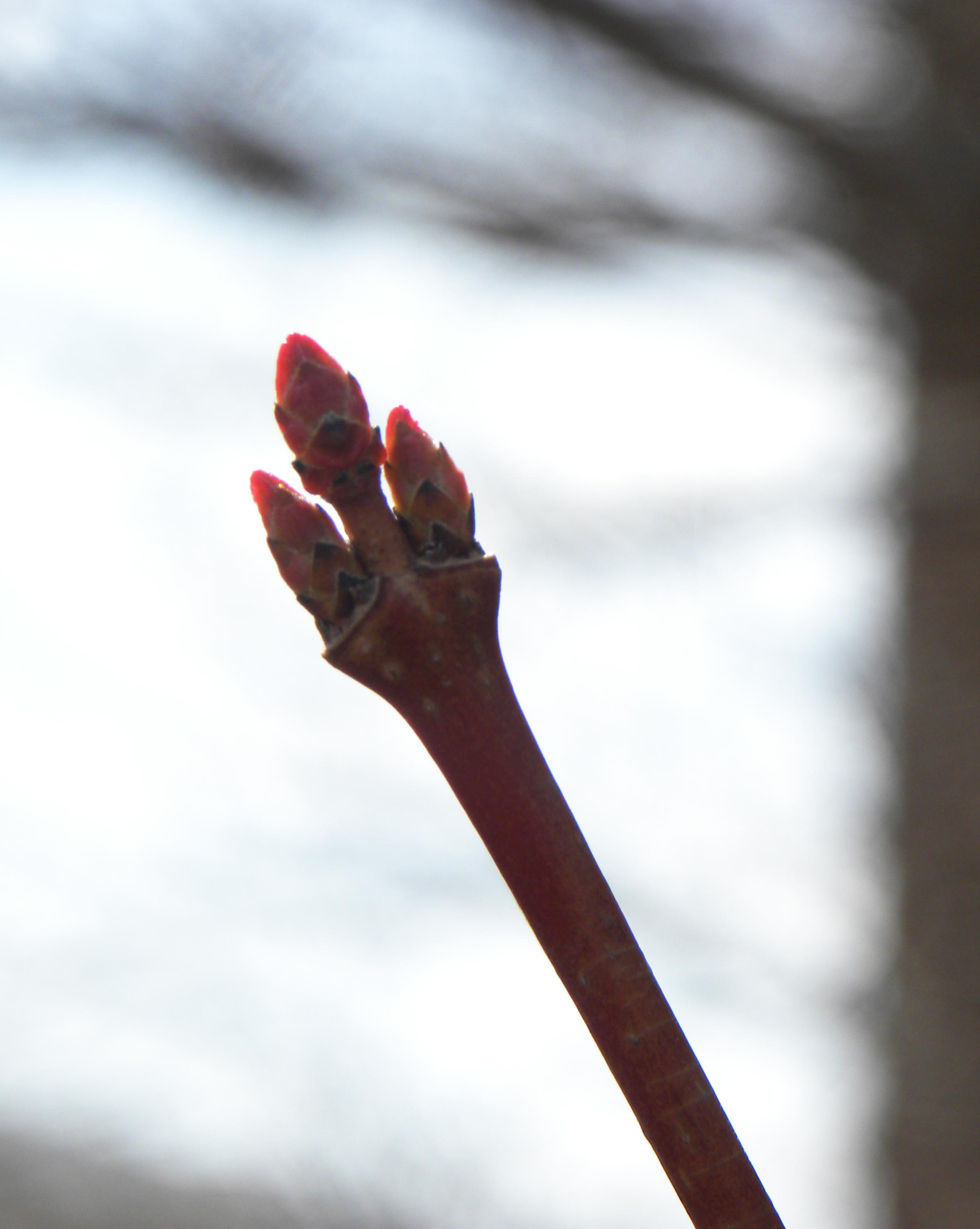 Acer tataricum ssp. ginnala ‘Flame’ – Purdue Arboretum Explorer