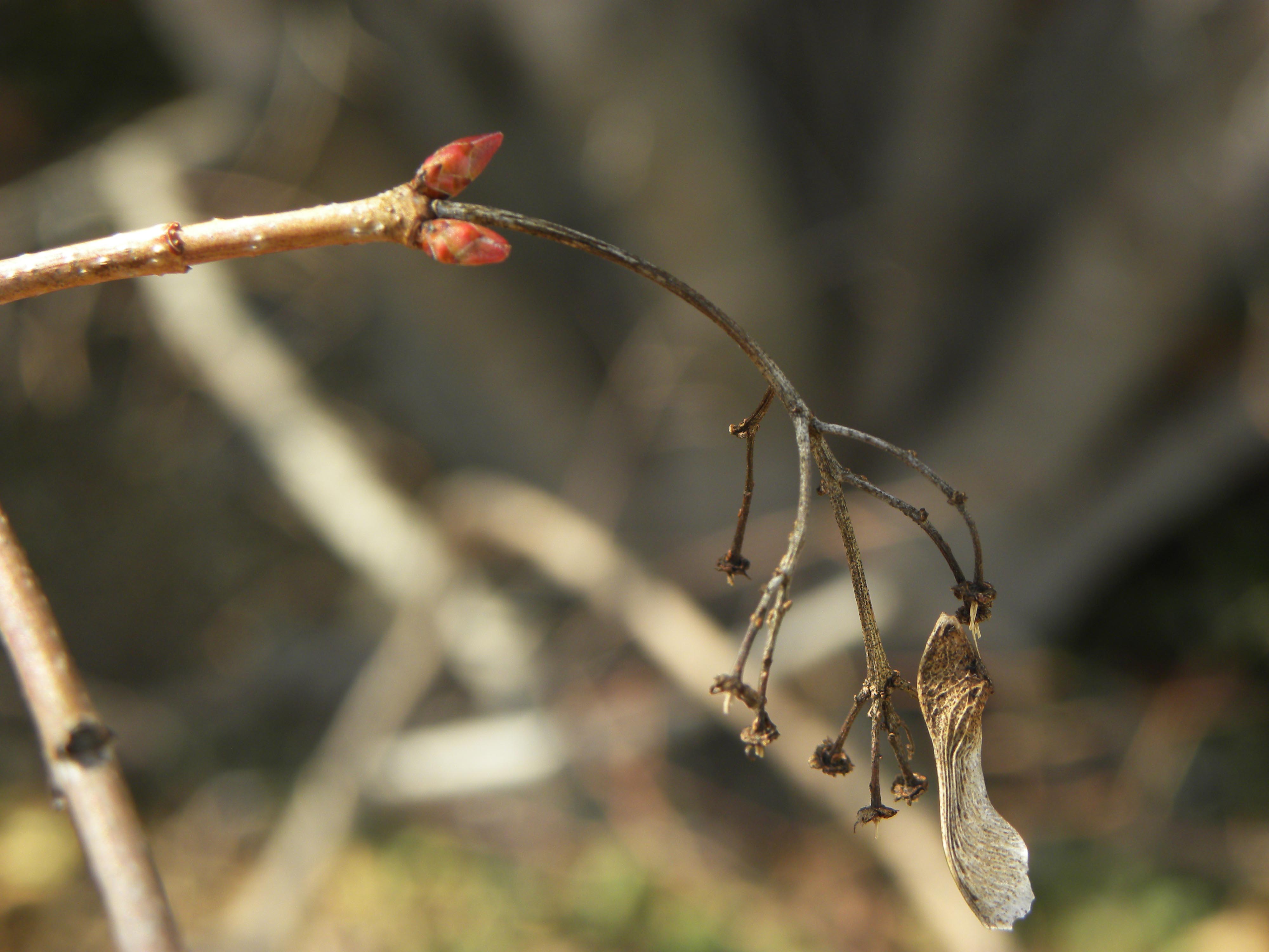 Acer tataricum ssp. ginnala ‘Flame’ – Purdue Arboretum Explorer