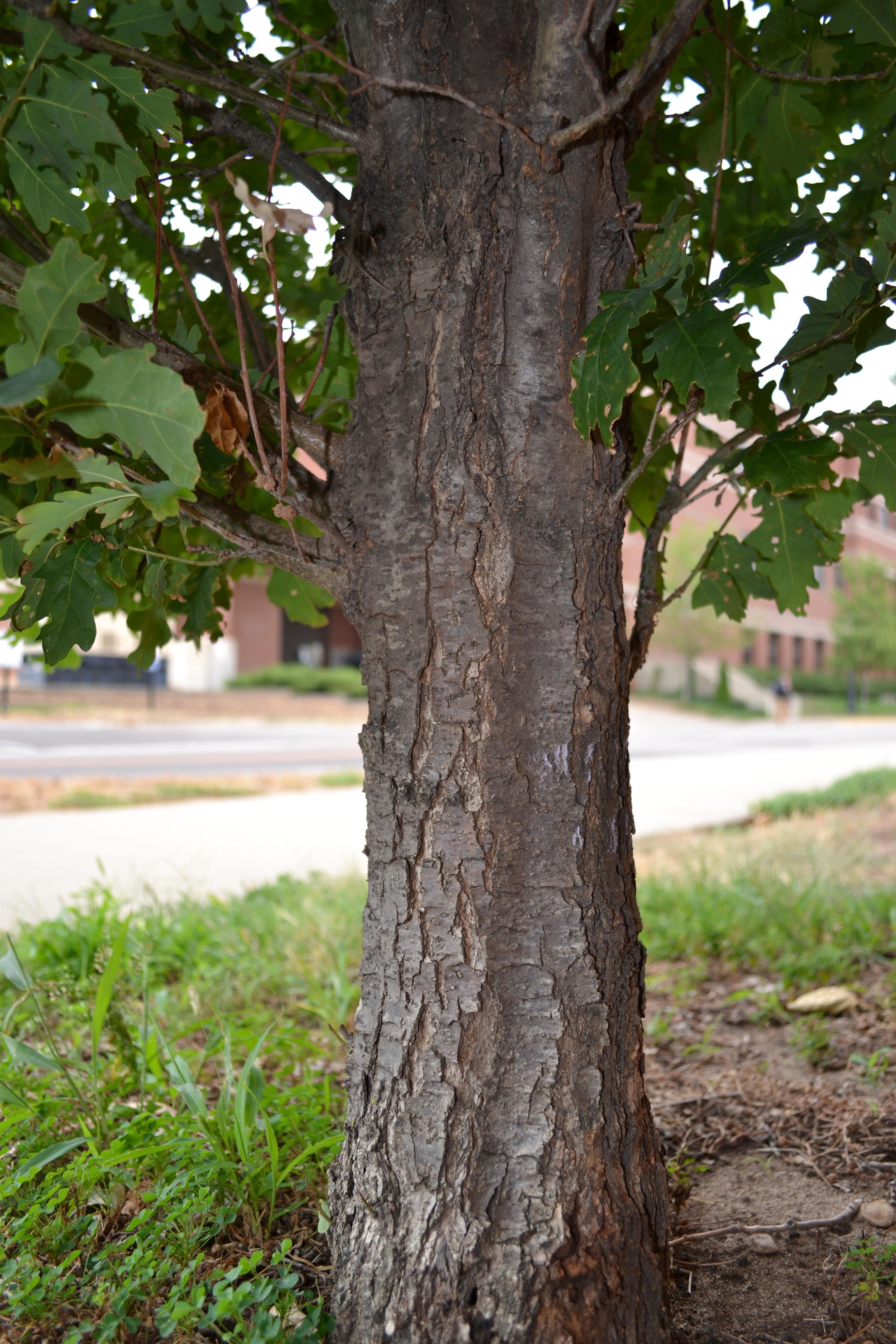 Quercus × ‘Crimschmidt’ [sold as Crimson Spire™] – Purdue Arboretum ...