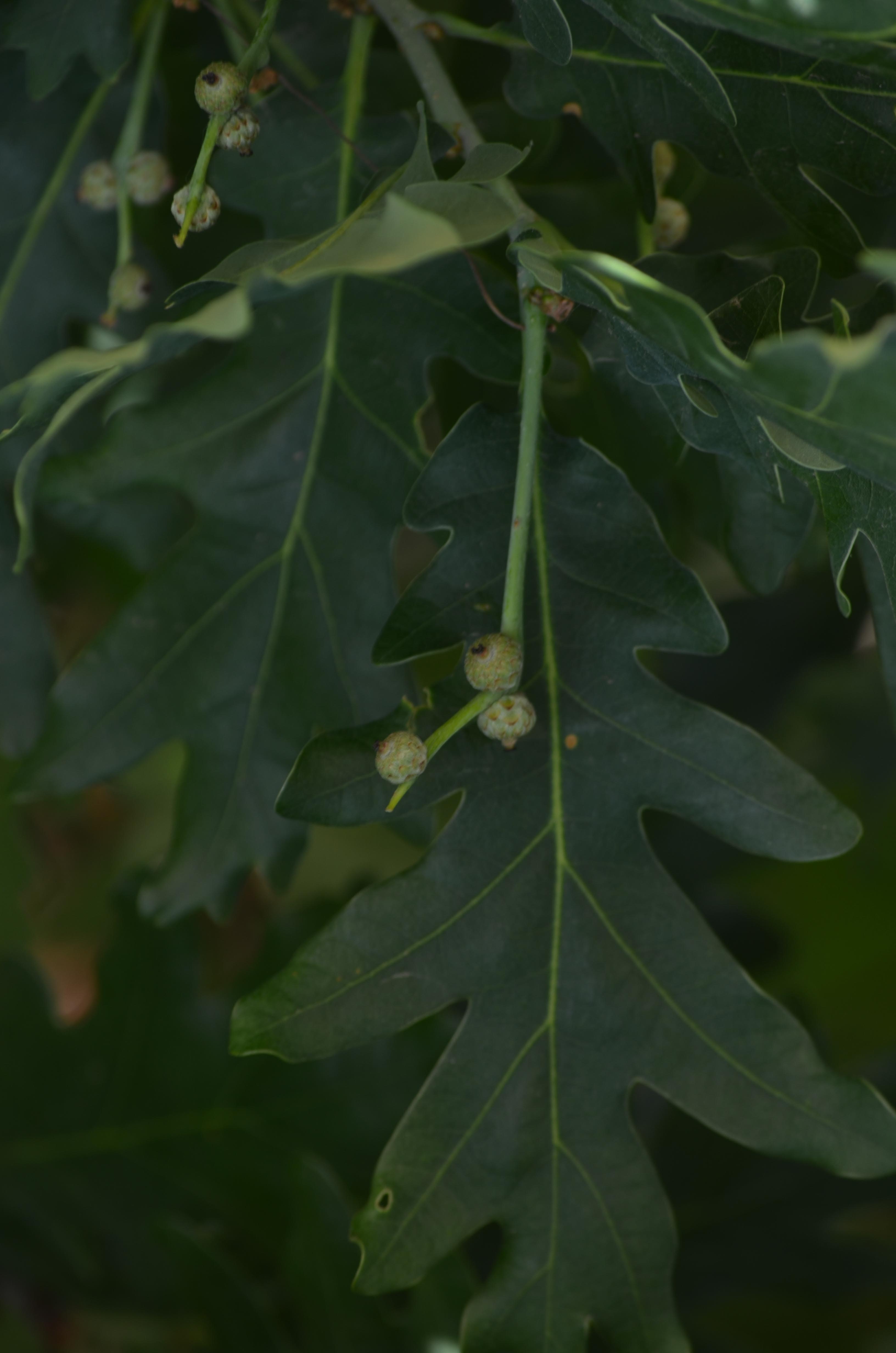 Quercus × ‘Crimschmidt’ [sold as Crimson Spire™] – Purdue Arboretum ...