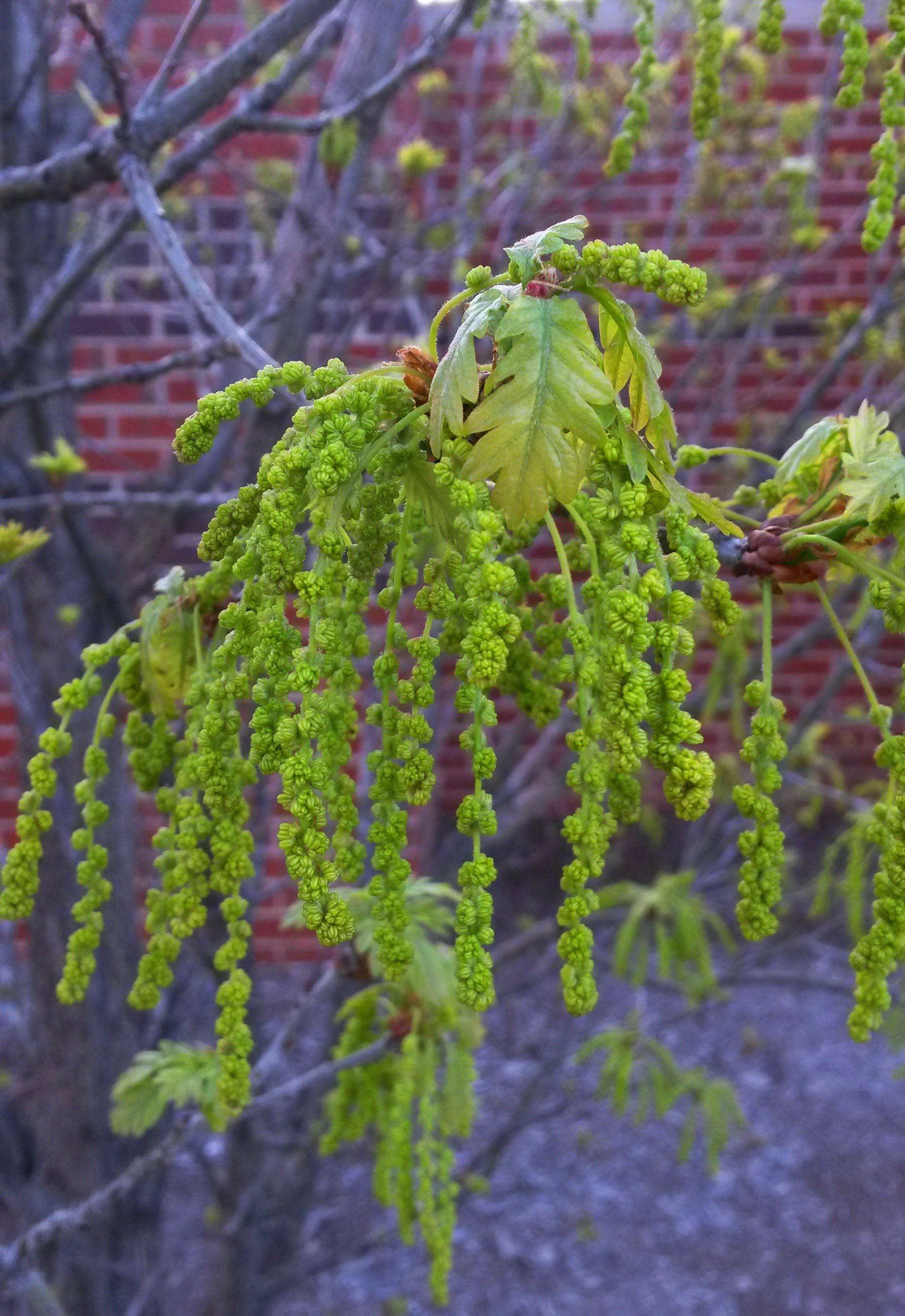 Quercus × ‘Crimschmidt’ [sold as Crimson Spire™] – Purdue Arboretum ...