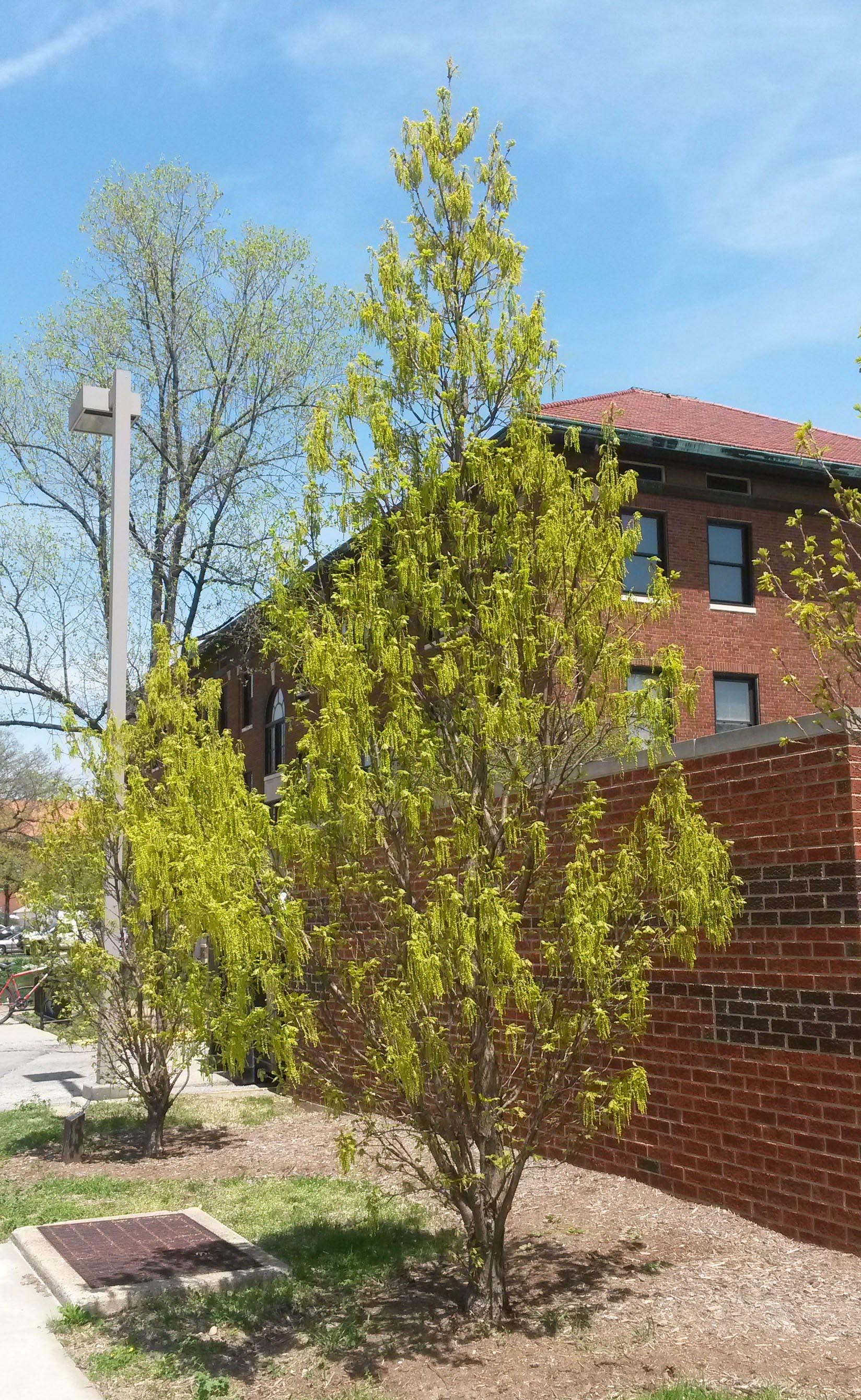 Quercus × ‘Crimschmidt’ [sold as Crimson Spire™] – Purdue Arboretum ...