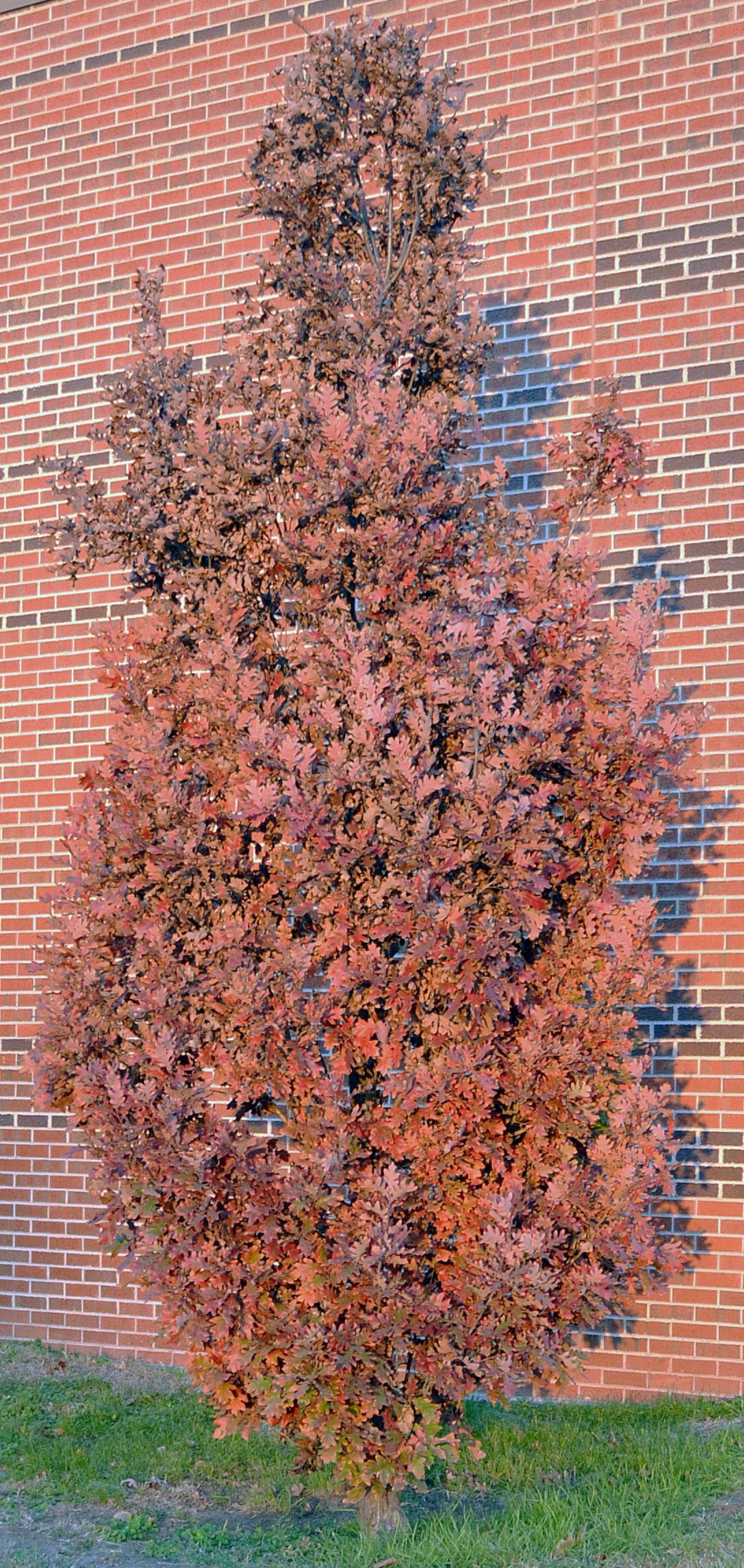 Quercus × ‘Crimschmidt’ [sold as Crimson Spire™] – Purdue Arboretum ...